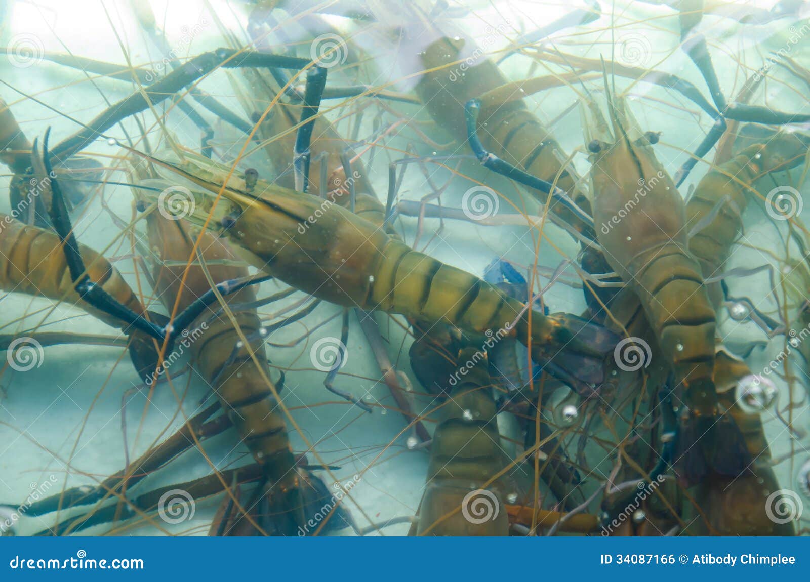 Shrimp river stock photo. Image of animal, fresh, wild - 34087166