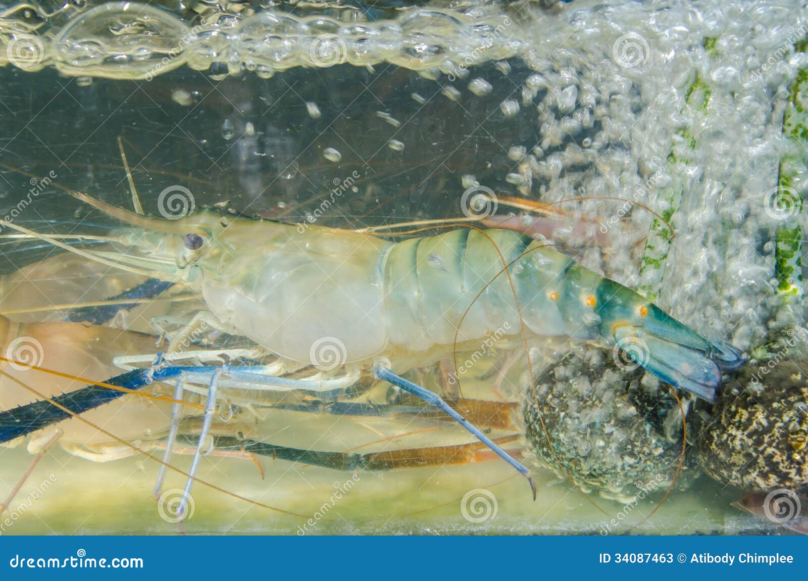 Shrimp river stock image. Image of sweet, food, prawns - 34087463