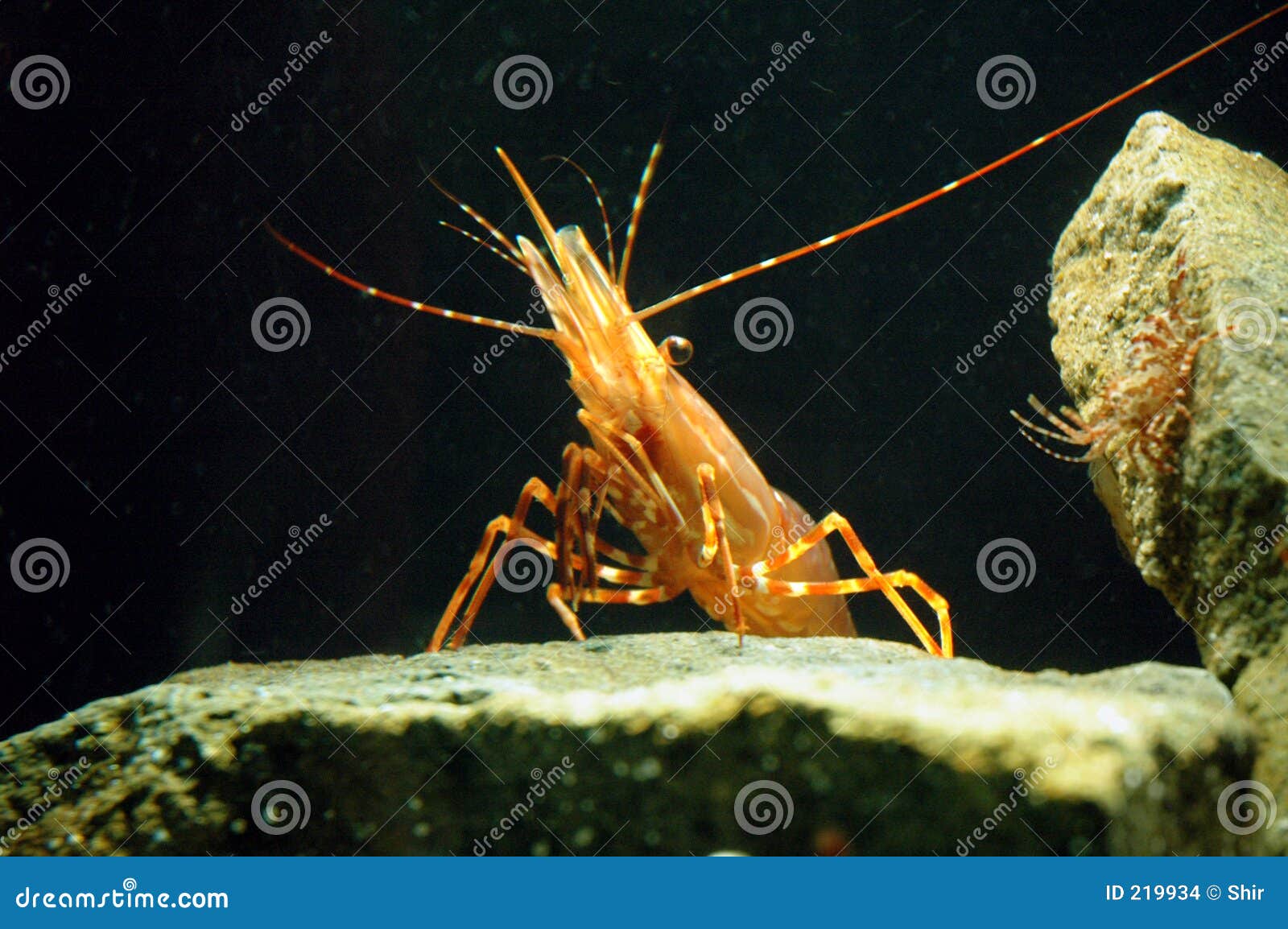 Shrimp on a rock stock photo. Image of eyes, river, aquarium - 219934