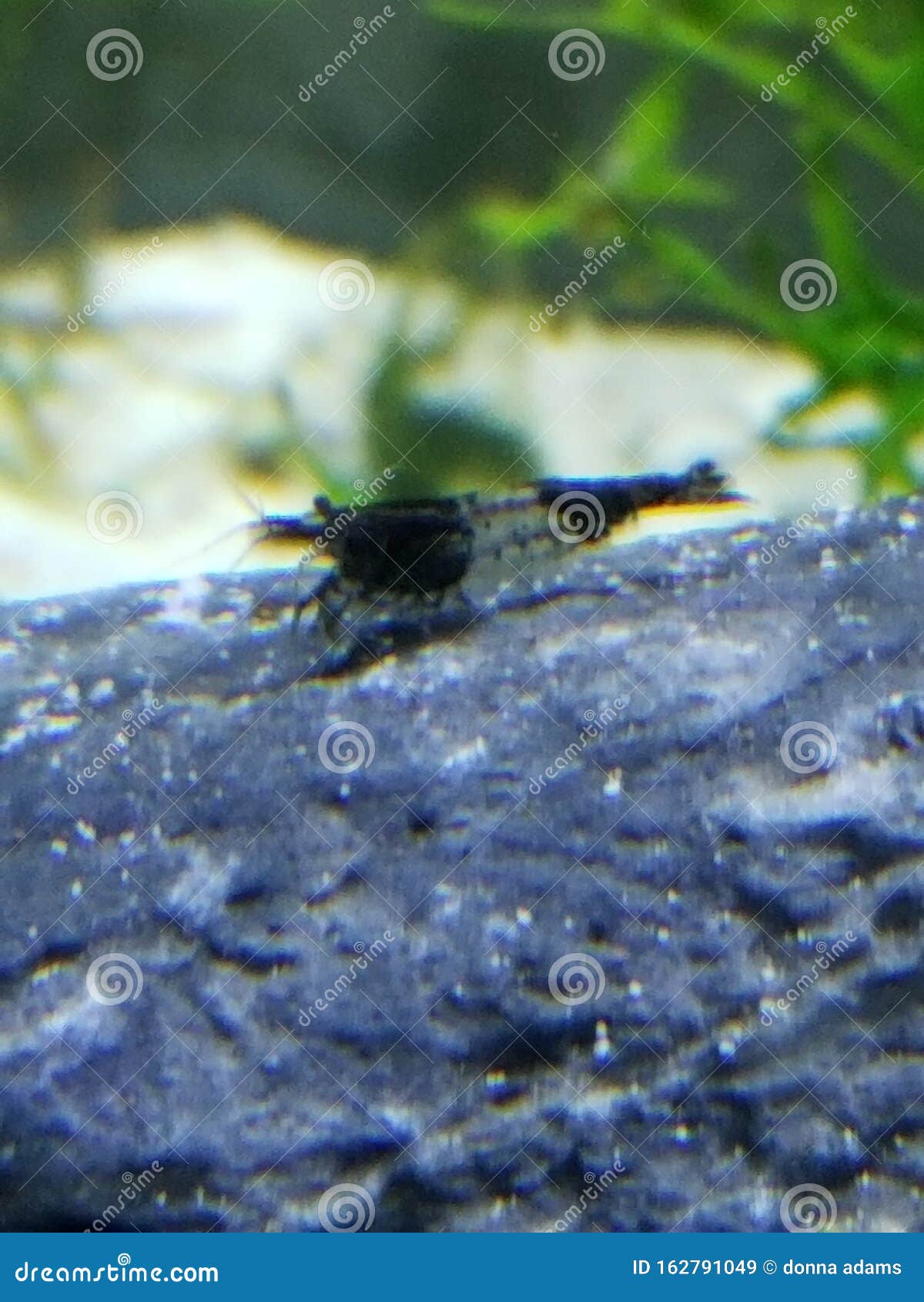 Shrimp on rock stock image. Image of rock, aquarium - 162791049