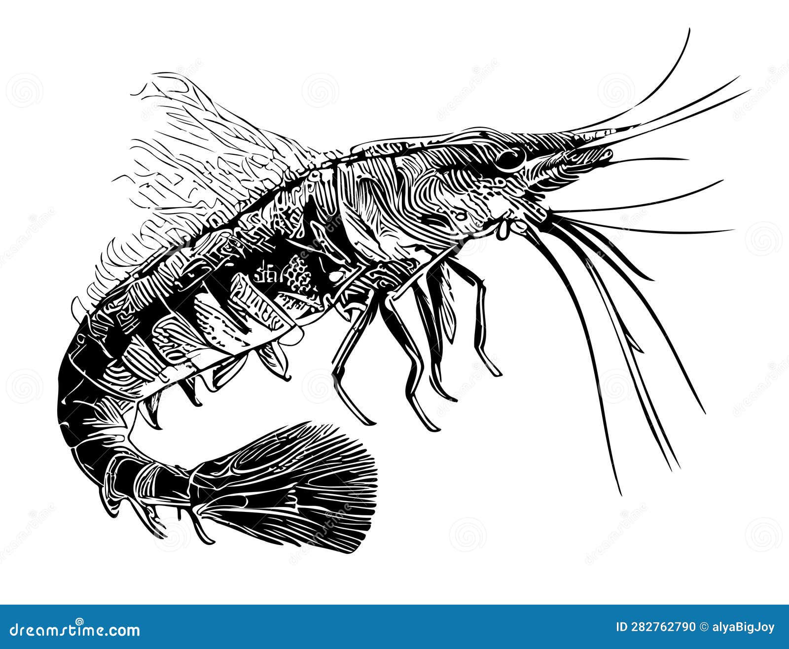 Shrimp Sea Sketch Hand Drawn in Doodle Style Vector Illustration Stock ...