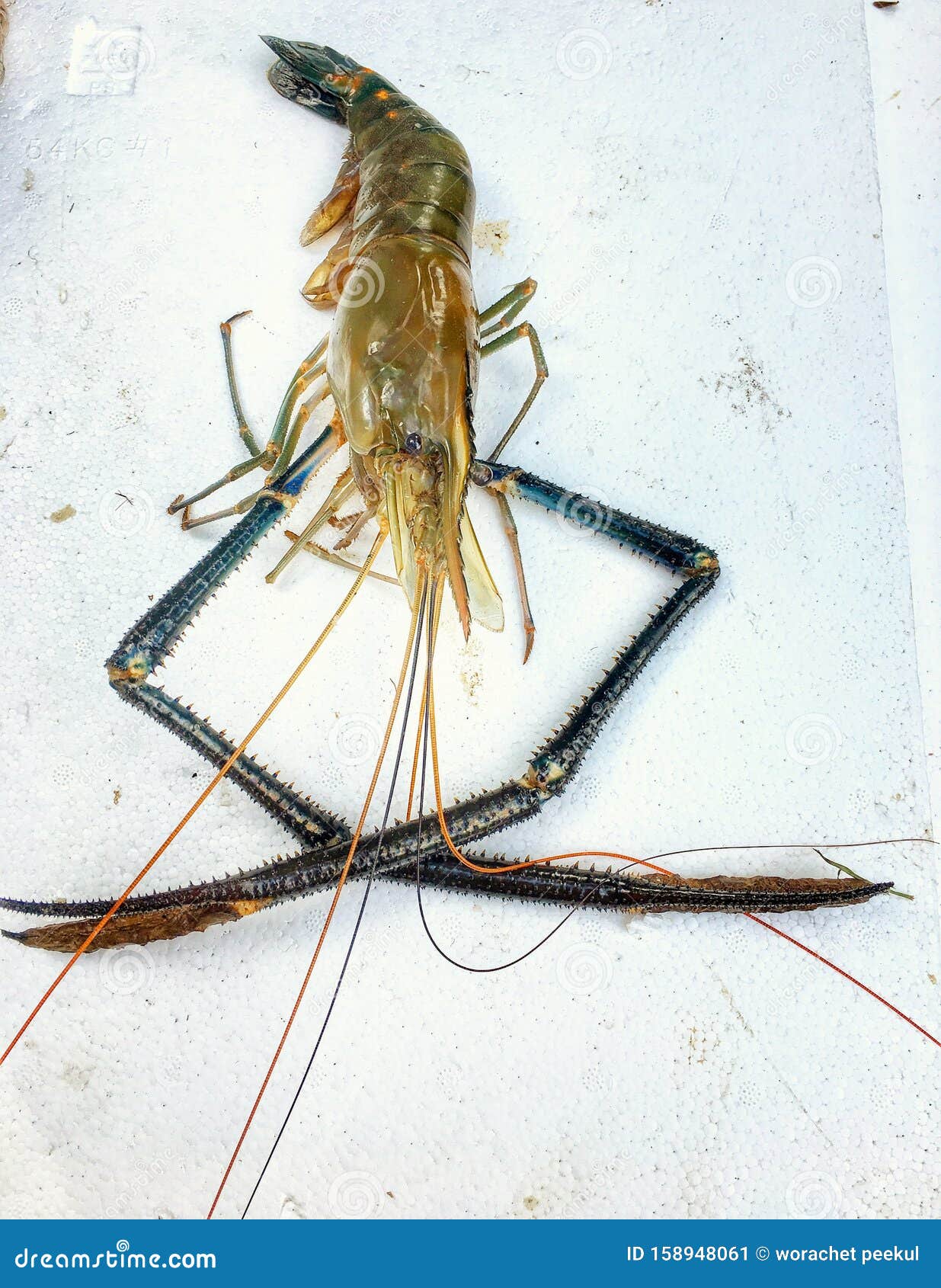 Shrimp stock image. Image of animals, aquatic, shrimp - 158948061