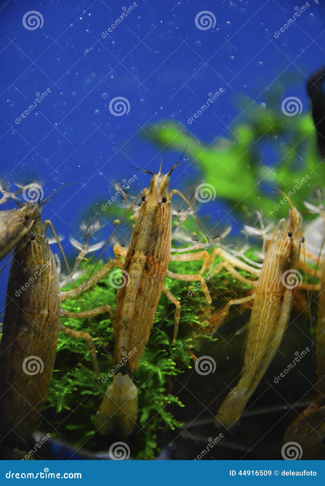 Shrimp stock image. Image of shrimps, swim, shrimp, prawn - 44916509