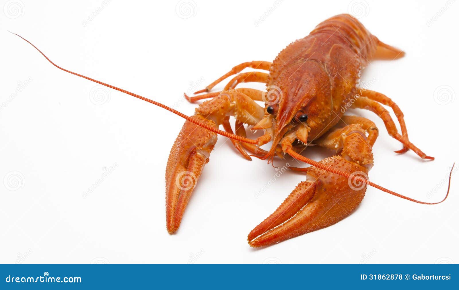 Shrimp stock photo. Image of fish, water, food, eyes - 31862878