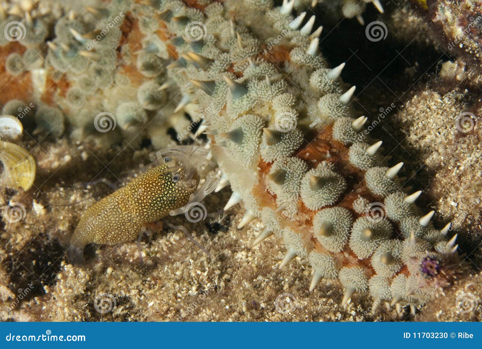 Shrimp & Star Fish stock photo. Image of water, symbiosis - 11703230