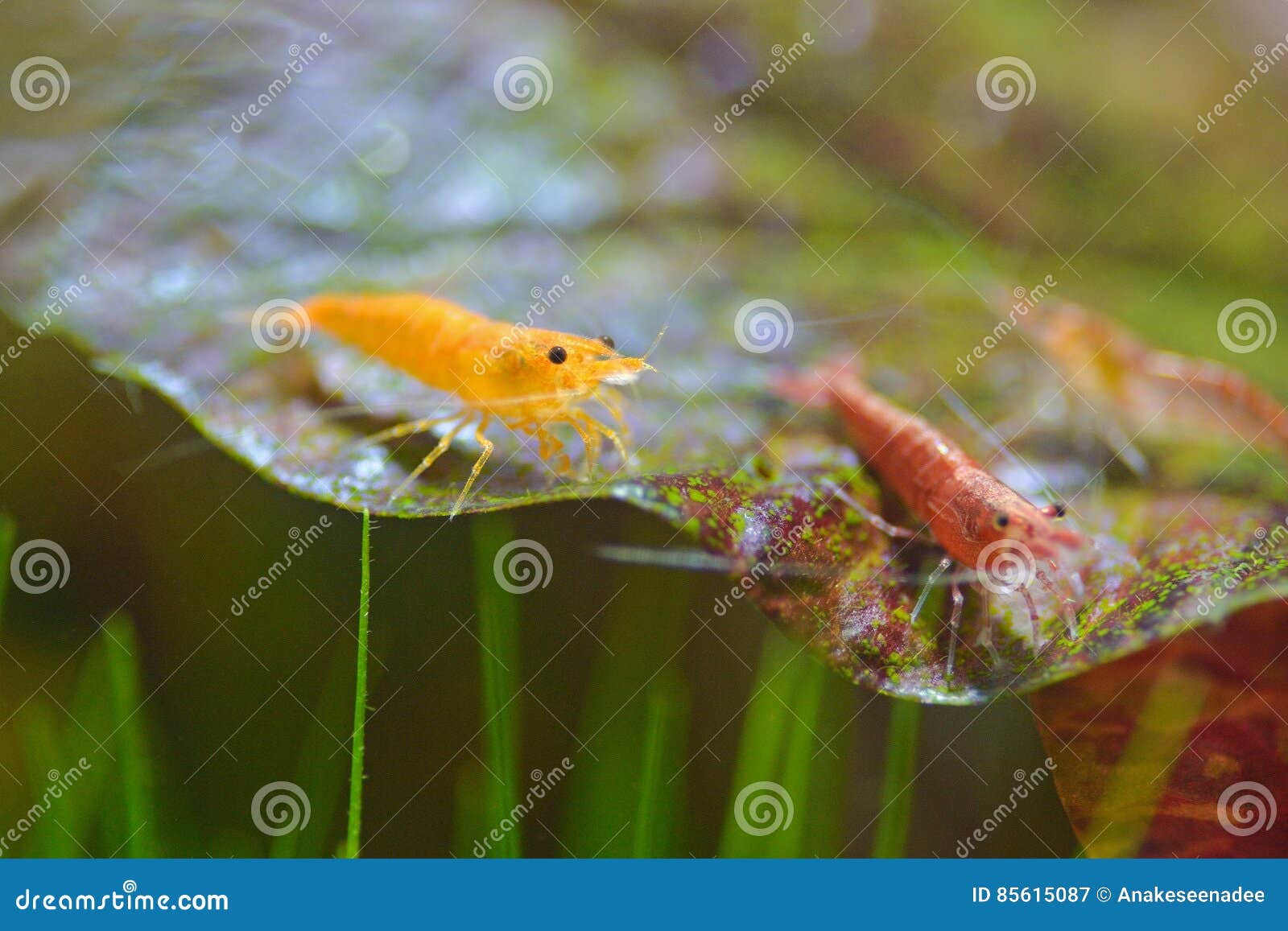 Shrimp in tank stock image. Image of macro, garden, nature - 85615087