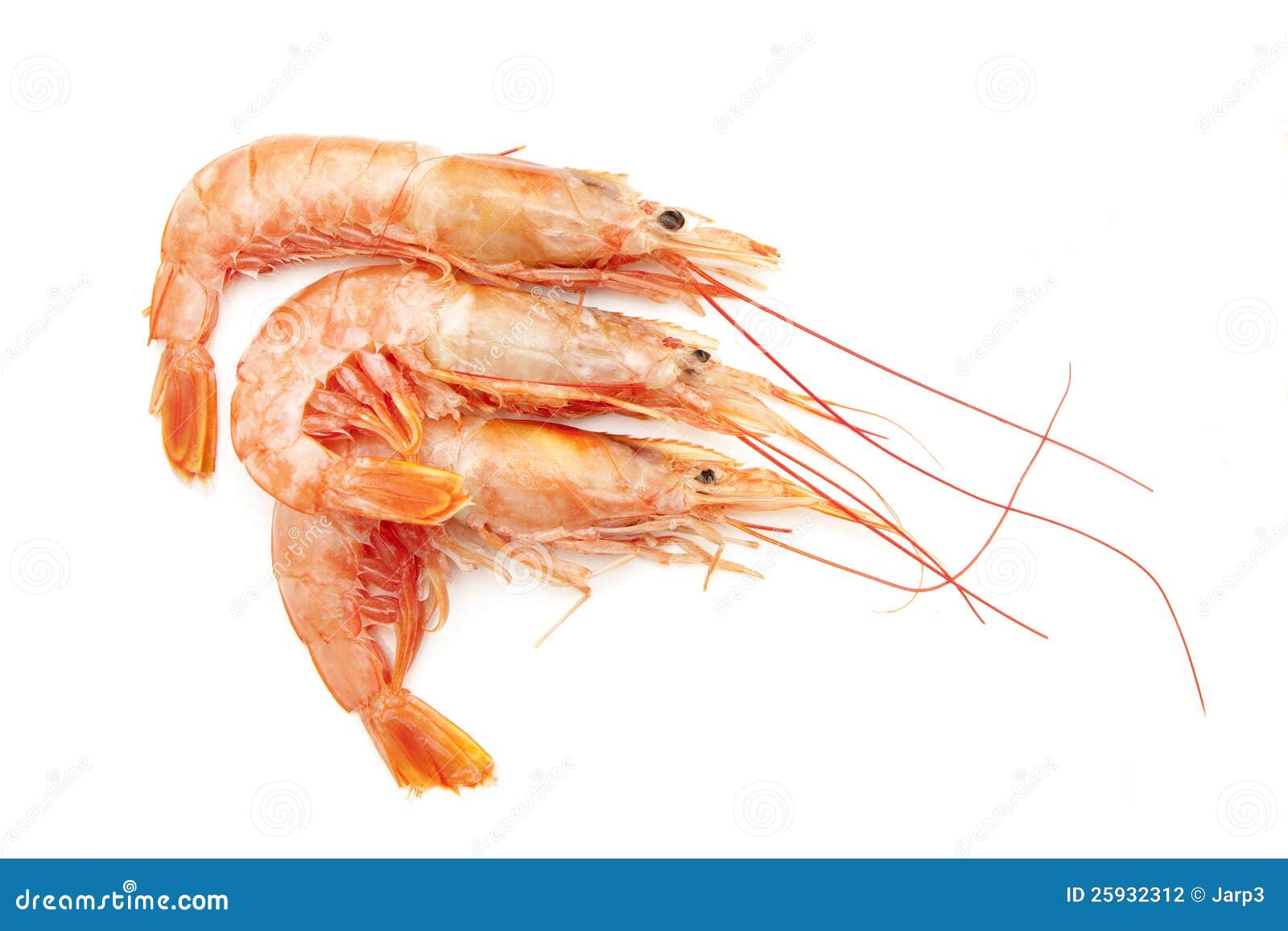 Shrimp three stock photo. Image of shrimp, shellfish - 25932312