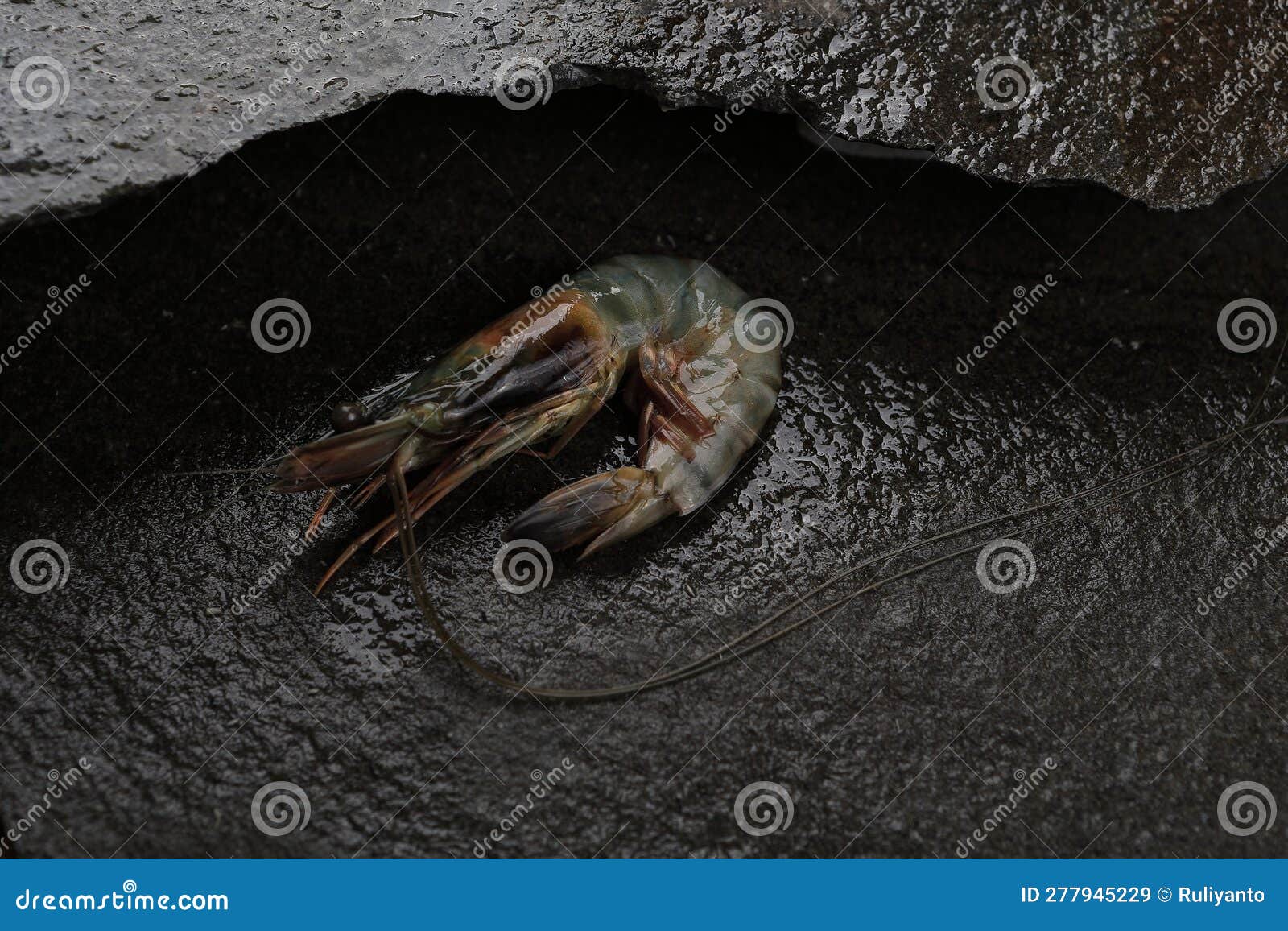 A shrimp under a rock stock image. Image of seafood - 277945229