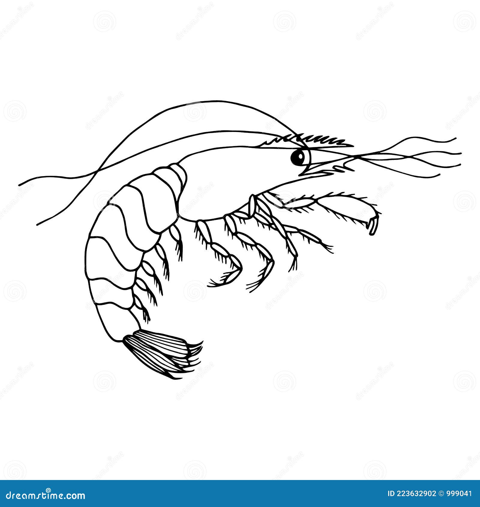 Shrimp. Vector Stock Illustration Eps10. Isolate on White Background ...