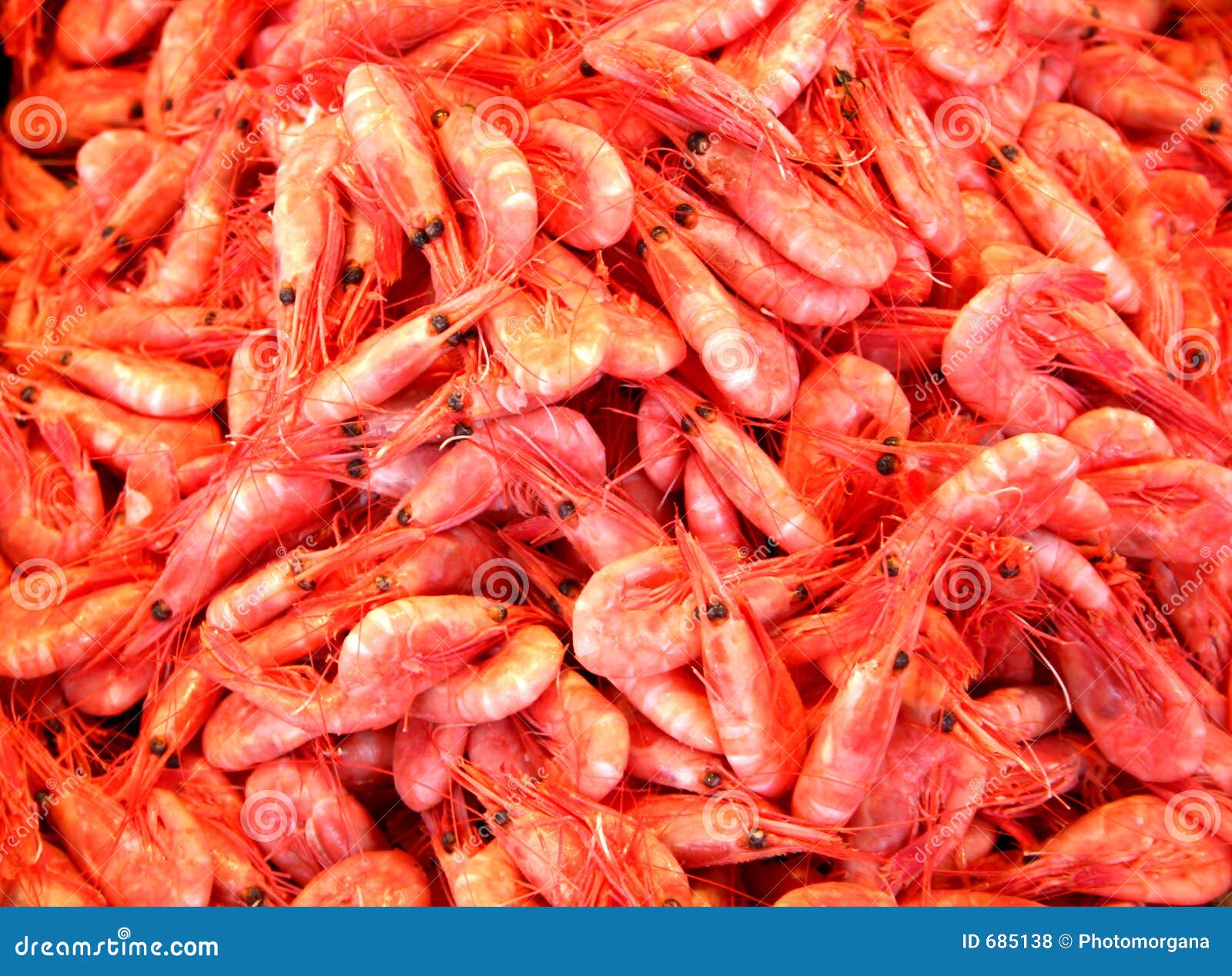 Shrimps stock photo. Image of northsea, healthy, fishy - 685138