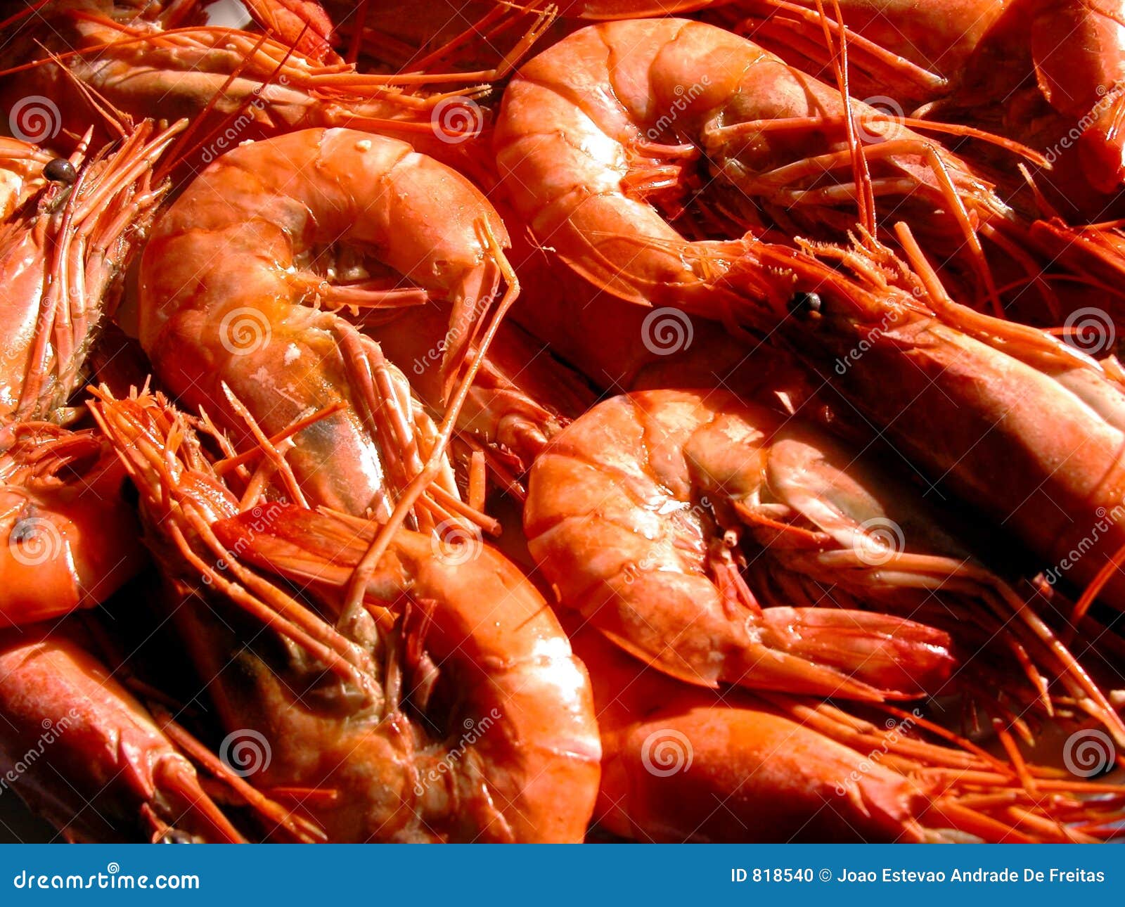 Shrimps stock photo. Image of health, eatable, lobsters - 818540