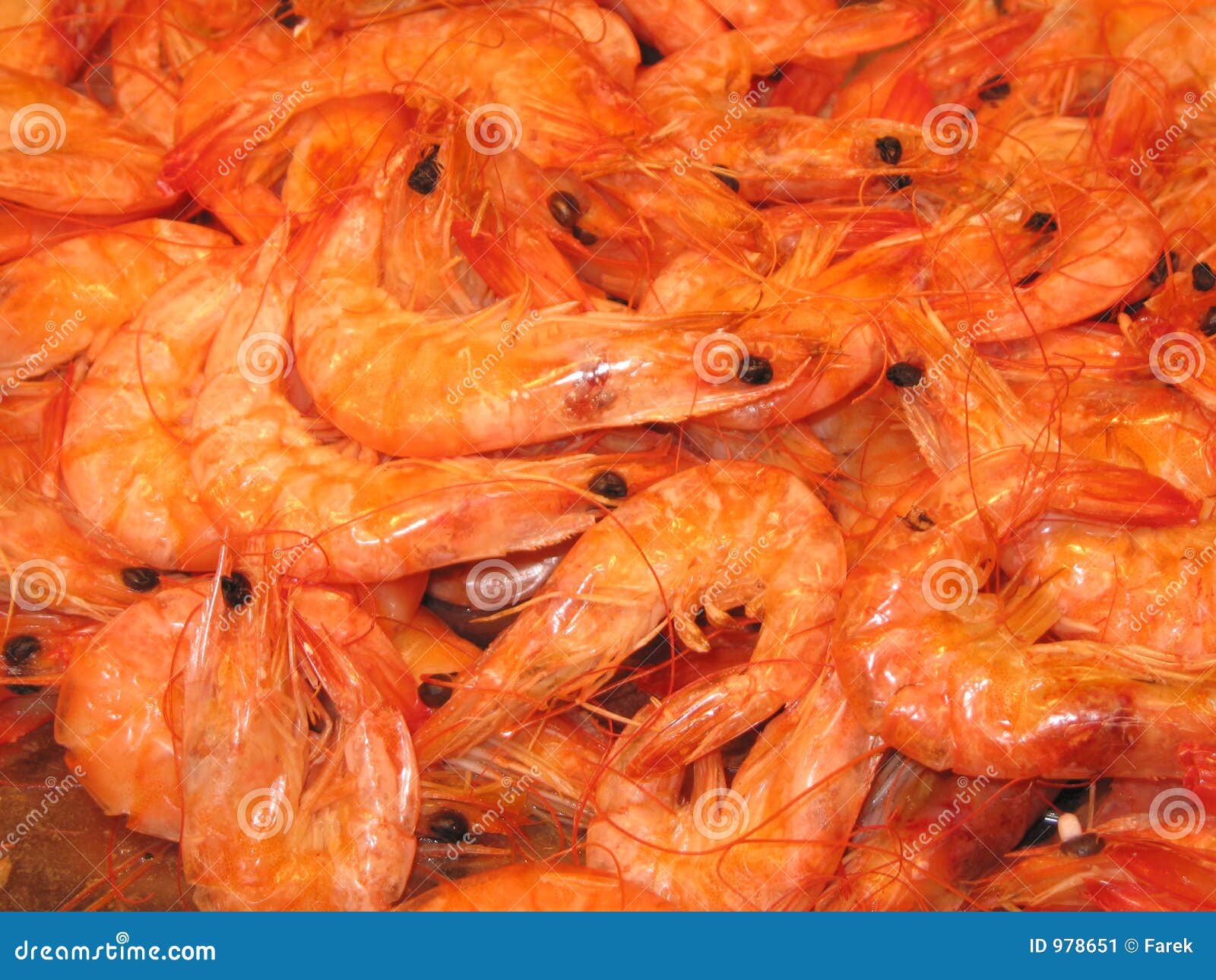 Shrimps stock image. Image of delight, dining, close, dieting - 978651