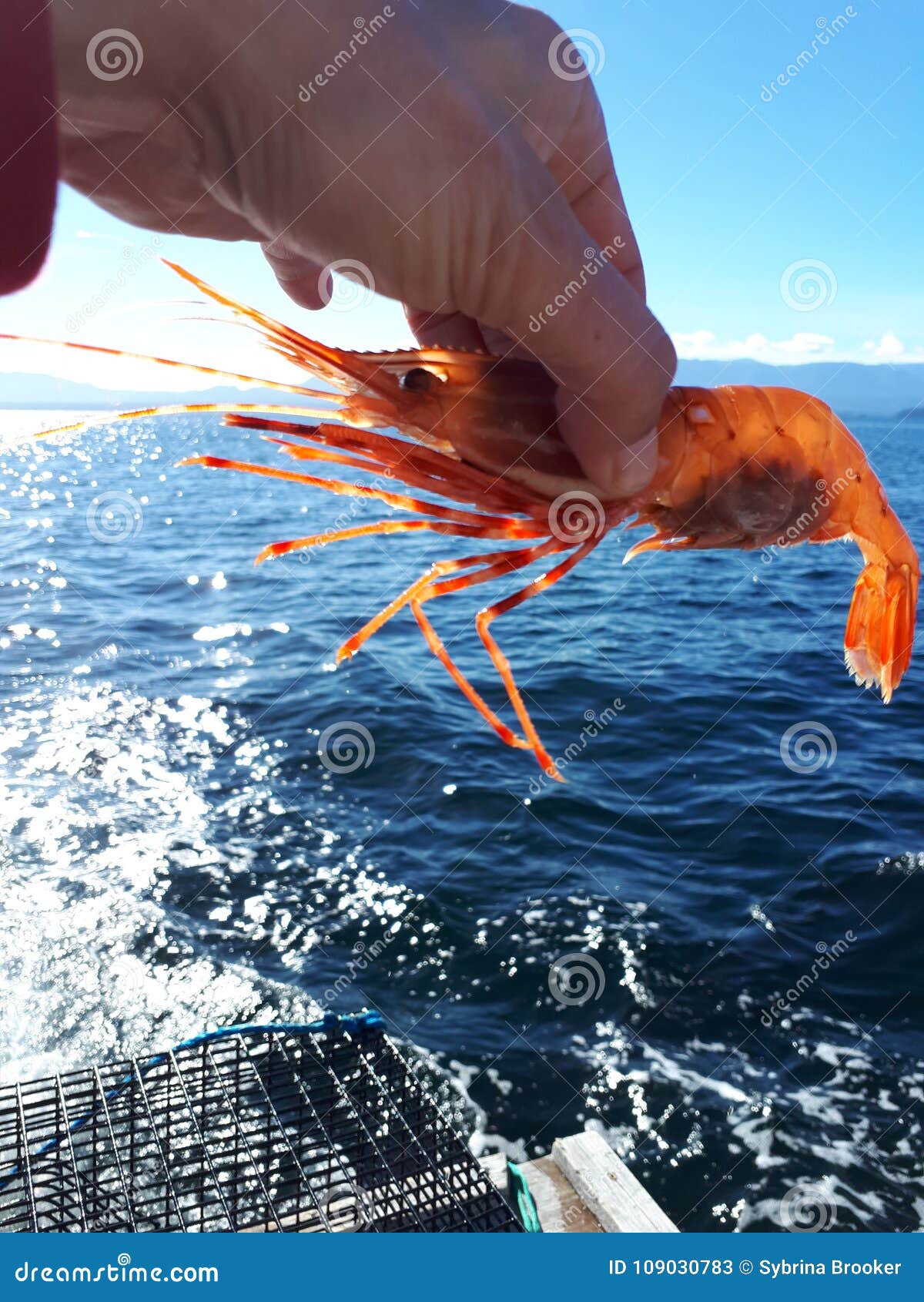 Shrimpy stock afbeelding. Image of diner, garnalen, iedereen - 109030783