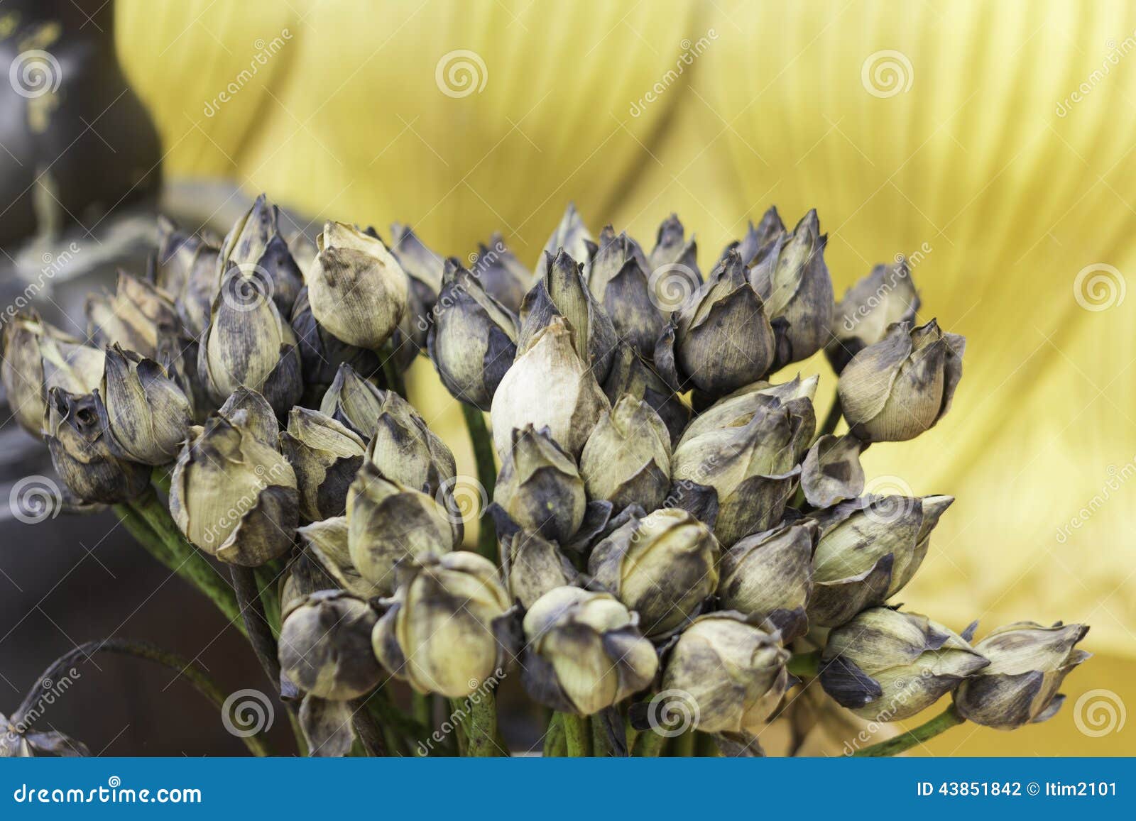 Shrivel Stock Photos - Download 1,169 Royalty Free Photos