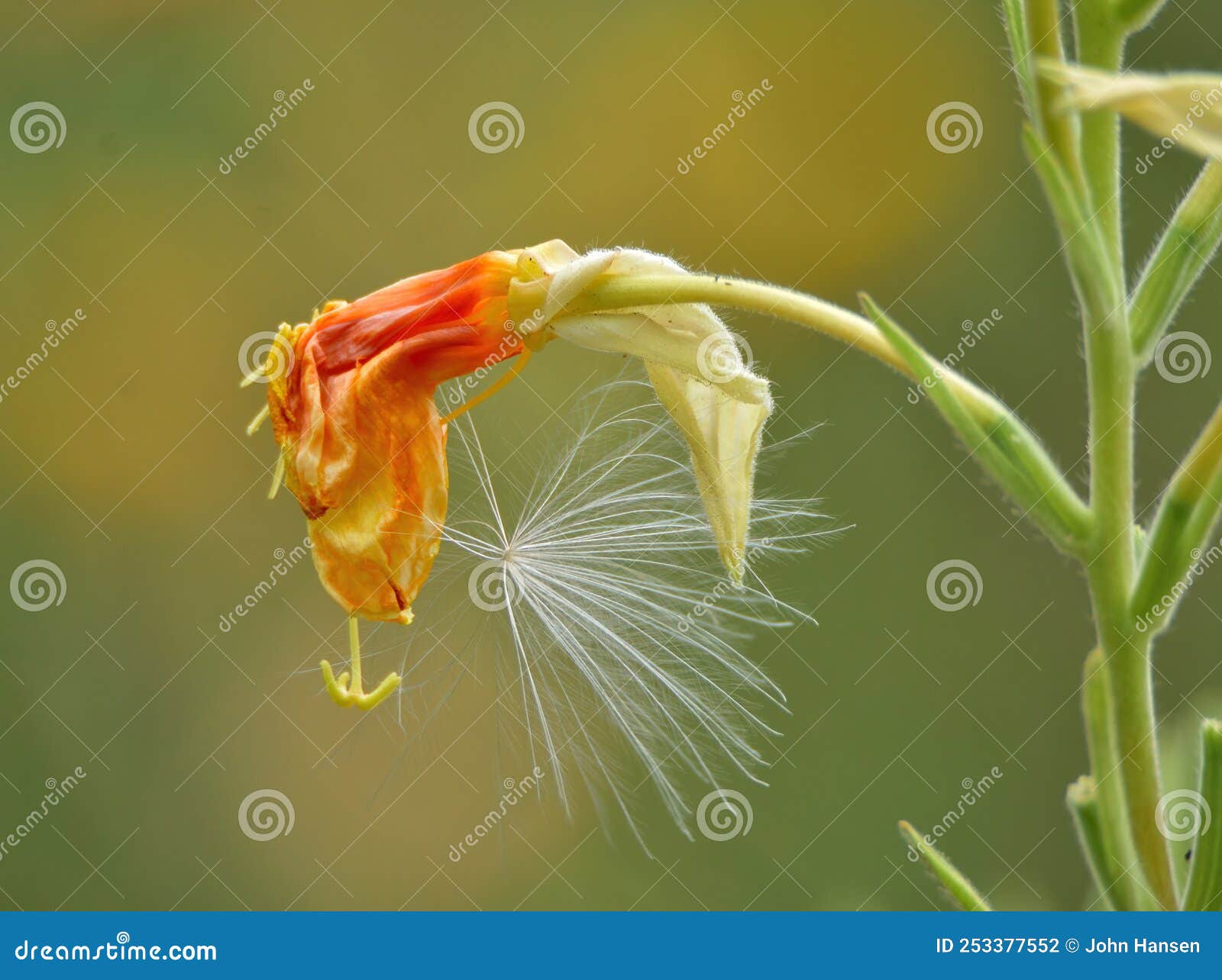 Shrivel and fluff stock photo. Image of orange, primrose - 253377552
