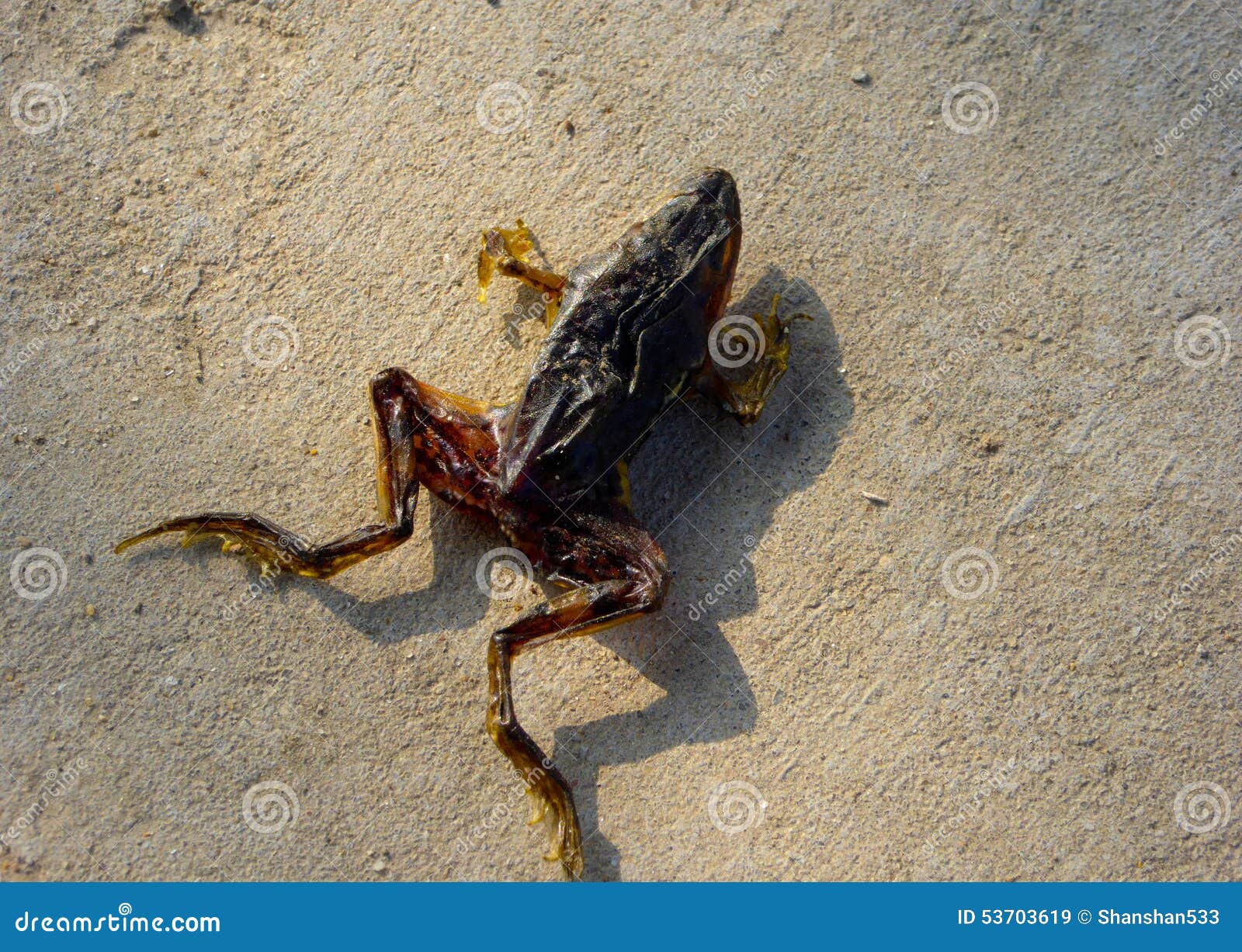 A Shriveled Frog on the Floor Stock Image - Image of sample, frog: 53703619