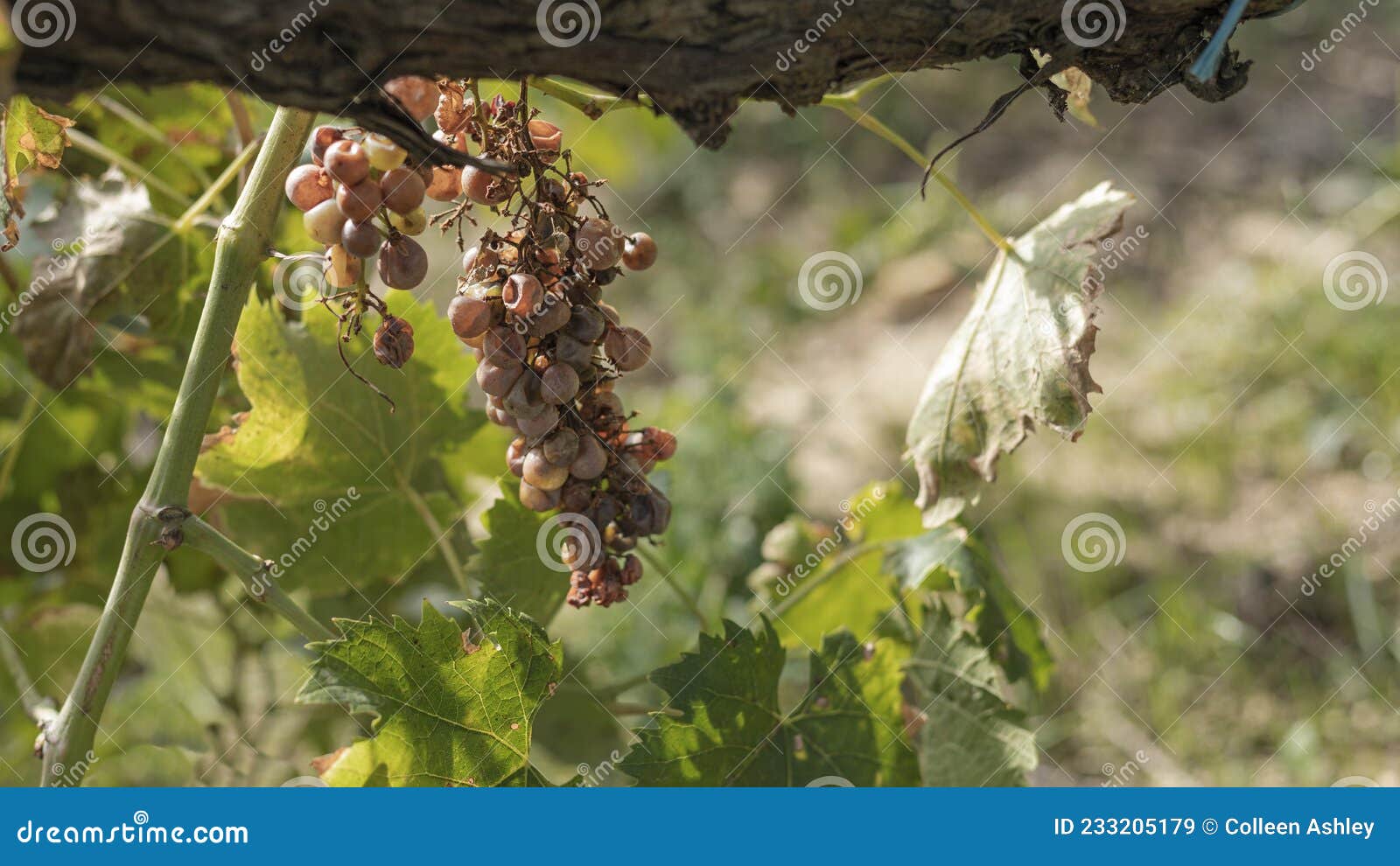 Shrivelled Raison Like White Grapes in the Vineyard Stock Image - Image ...