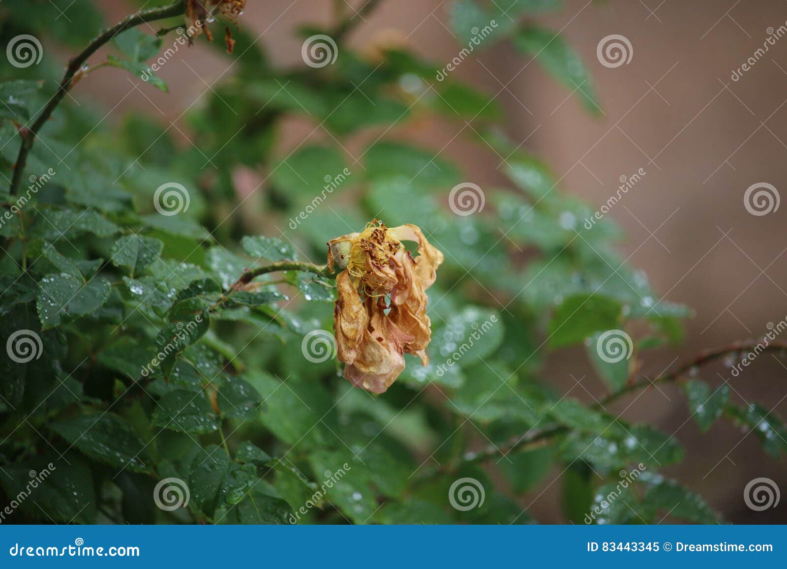 Shriveled rose stock image. Image of brown, branches - 83443345