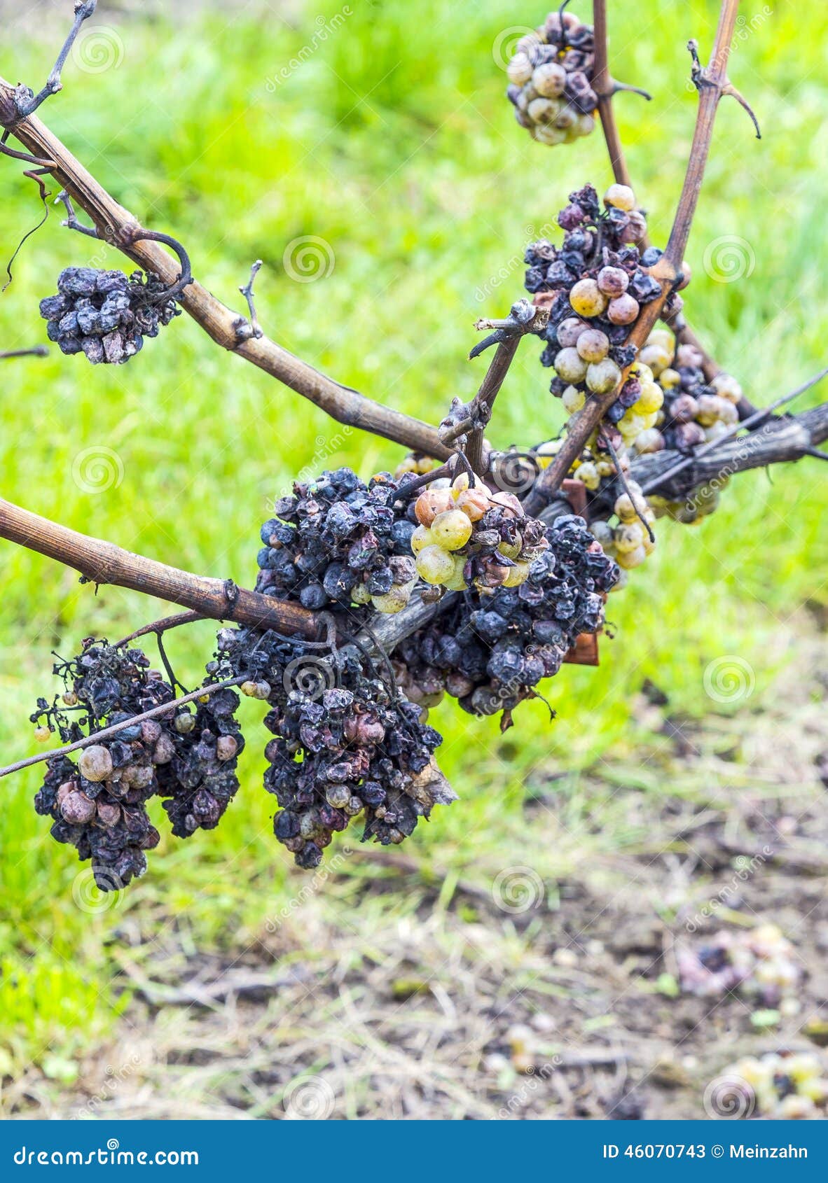 Shrivelled Grapes in Autumn Stock Image - Image of plantation, grapes ...