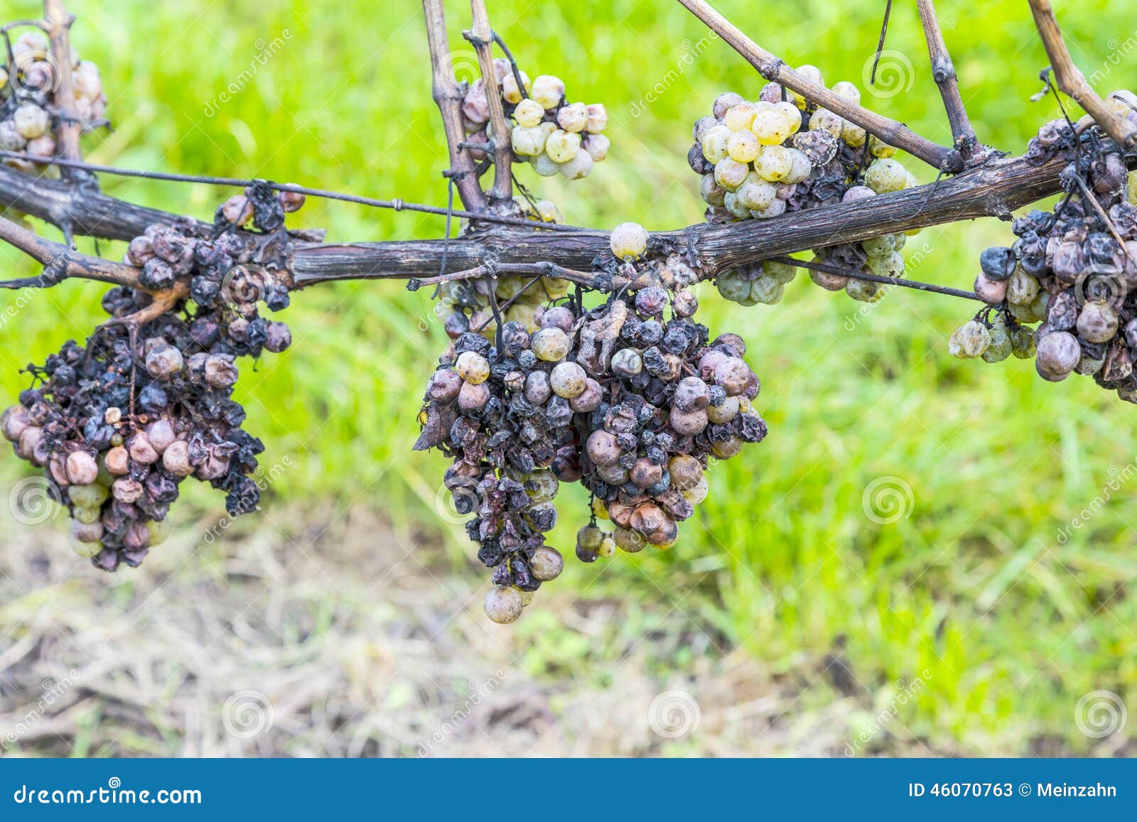 Shrivelled Grapes in Autumn Stock Image - Image of rays, autumn: 46070763