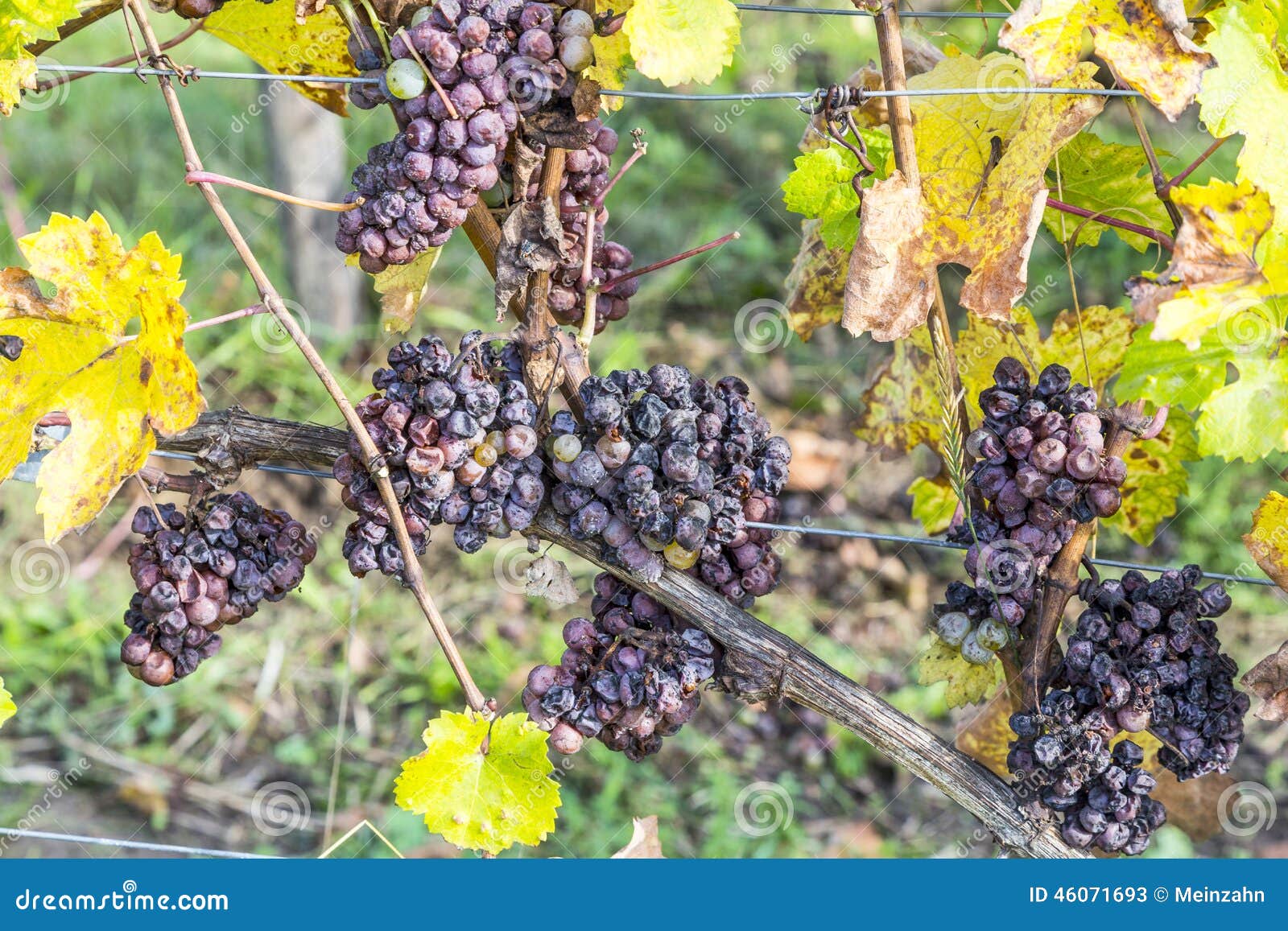 Shrivelled Grapes in Autumn Stock Image - Image of outdoors, grape ...