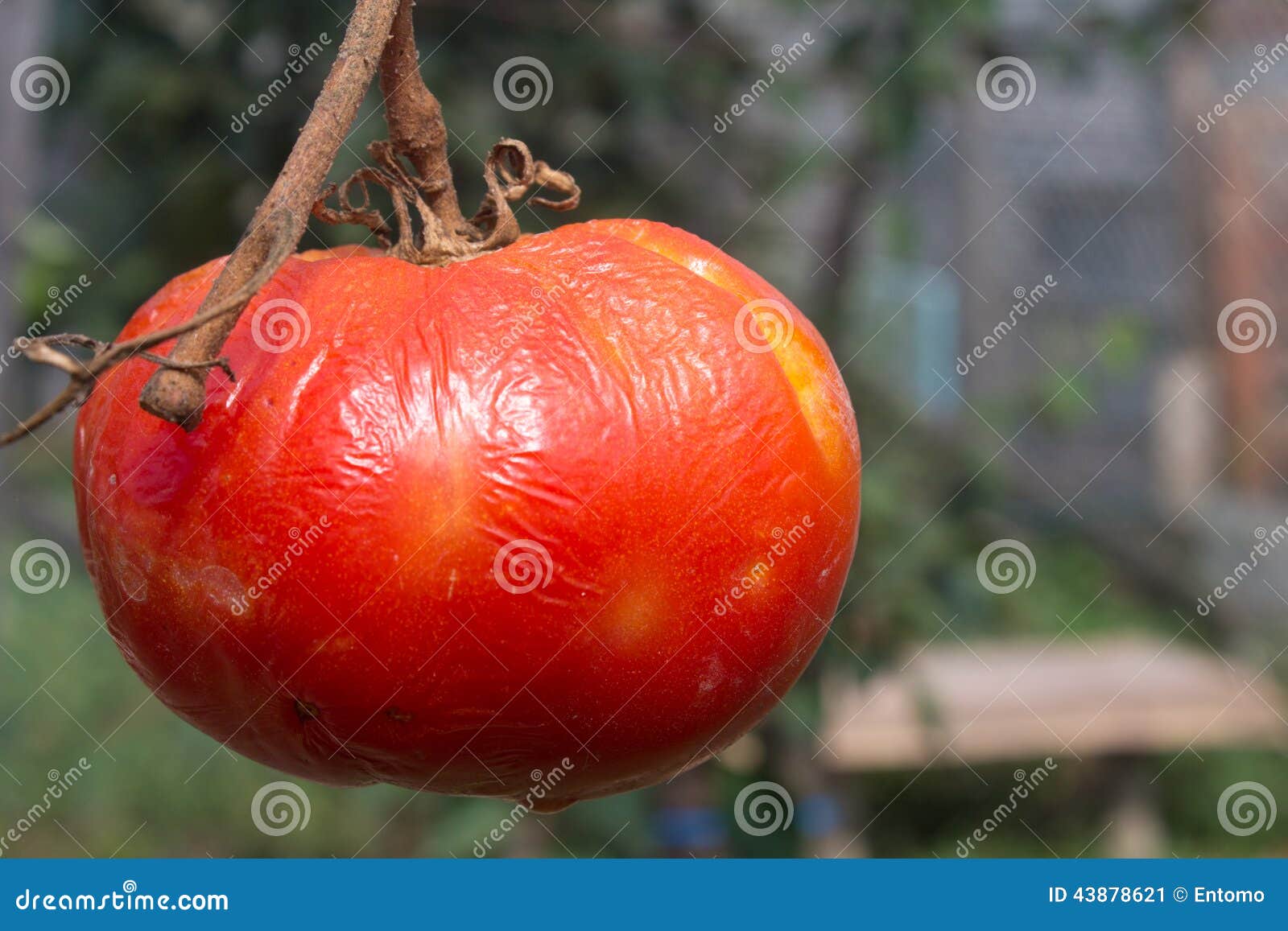 Shrivelled tomato stock image. Image of summer, plant - 43878621