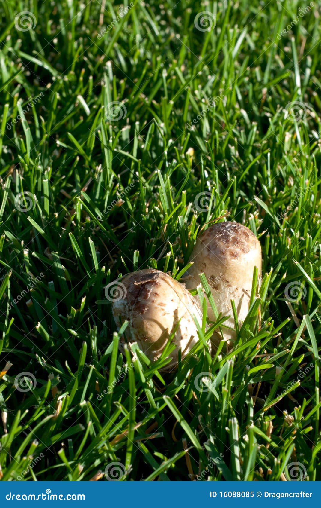 Shroomies! stock image. Image of countryside, copyspace - 16088085