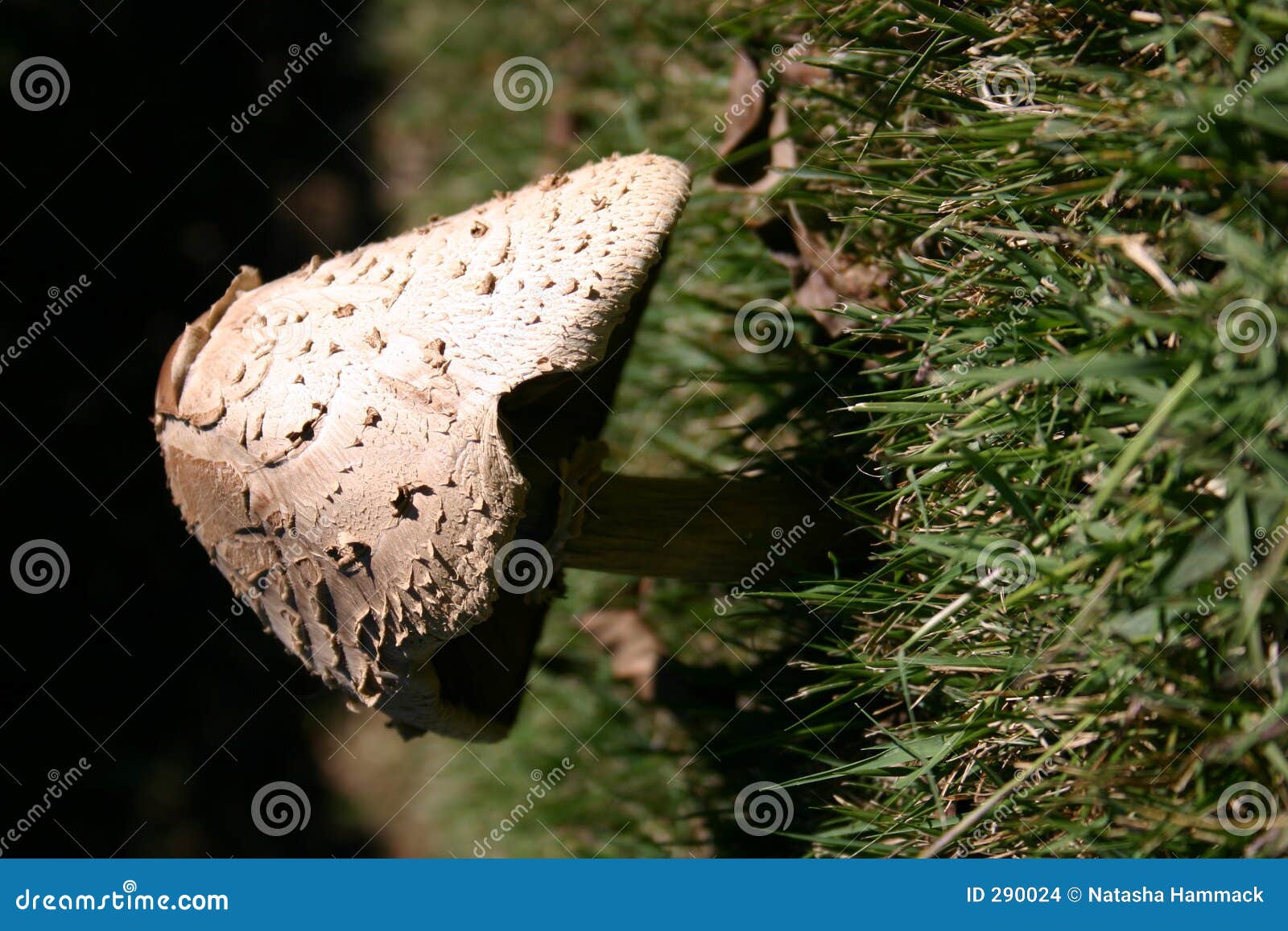 Psychedelic Toad Photos - Free & Royalty-Free Stock Photos from Dreamstime