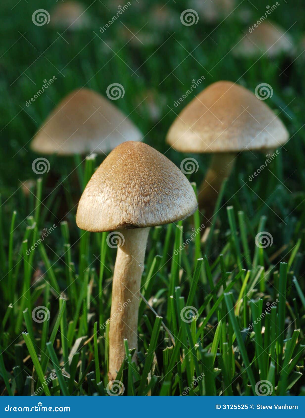 Shrooms stock image. Image of moist, fungi, fresh, closeup - 3125525