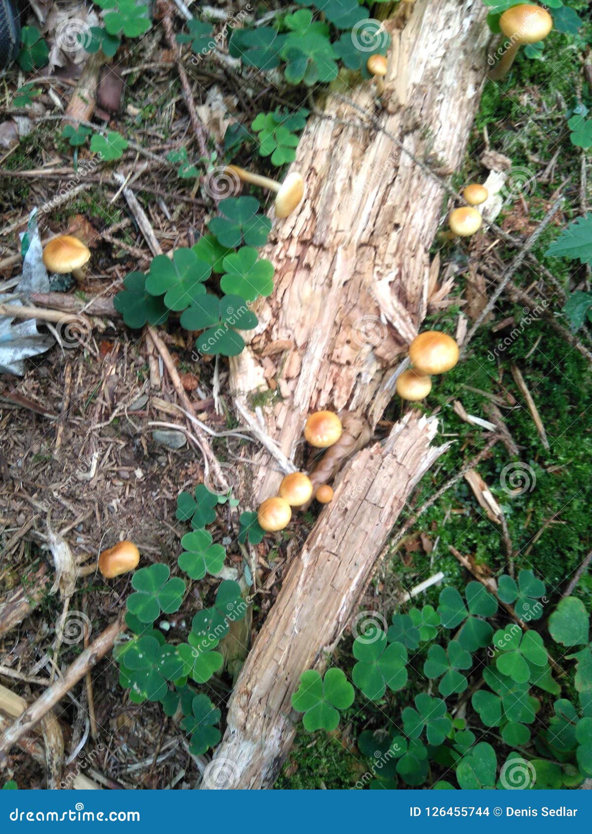 Shrooms stock photo. Image of group, branch, ground - 126455744