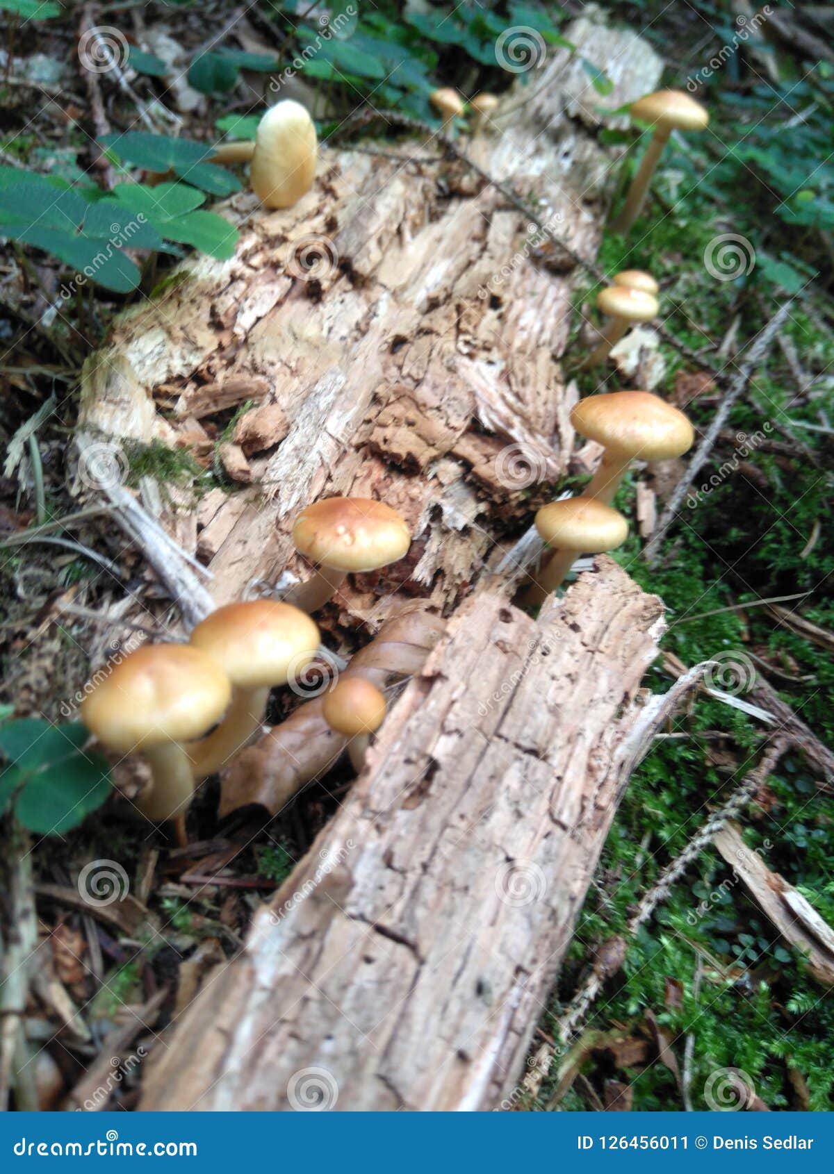 Shrooms stock image. Image of grass, shrooms, ground - 126456011