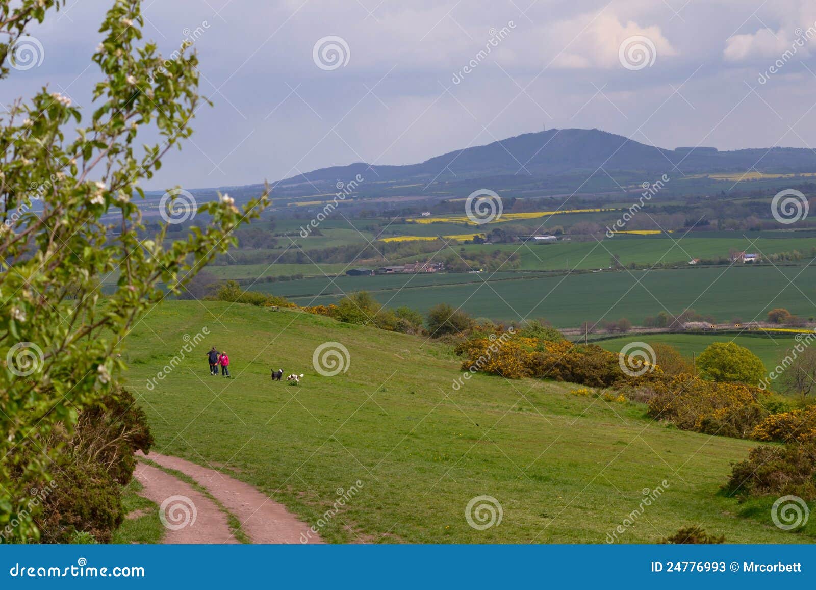A shropshire View stock image. Image of sheep, hill, trees - 24776993