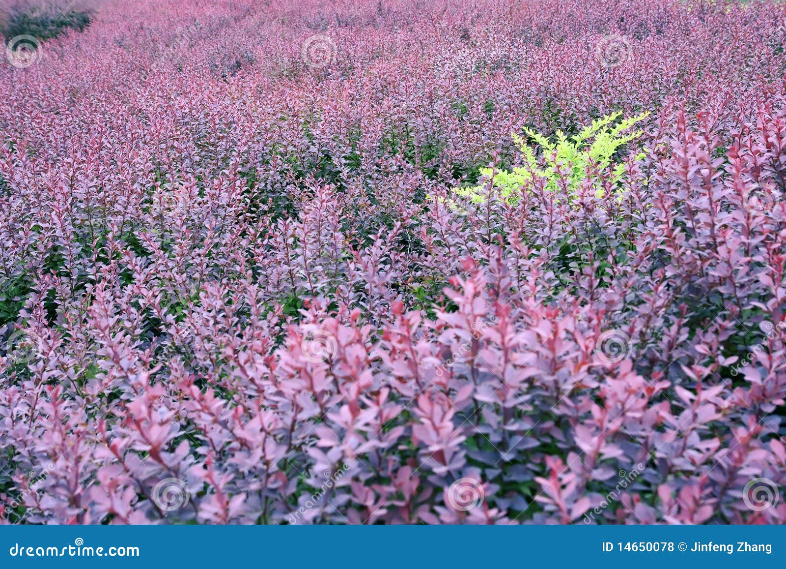 Shrub stock photo. Image of plant, branch, shrub, garden - 14650078