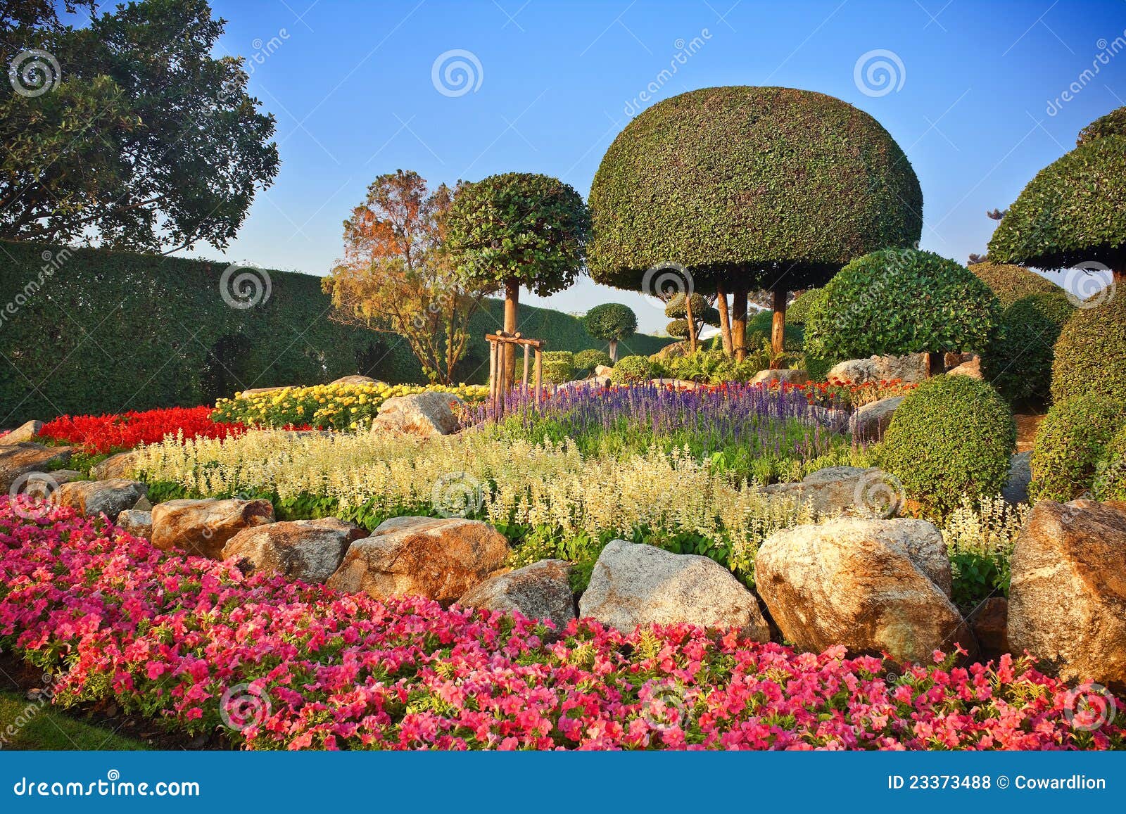 Shrub stock photo. Image of field, beauty, shrub, woodland - 23373488