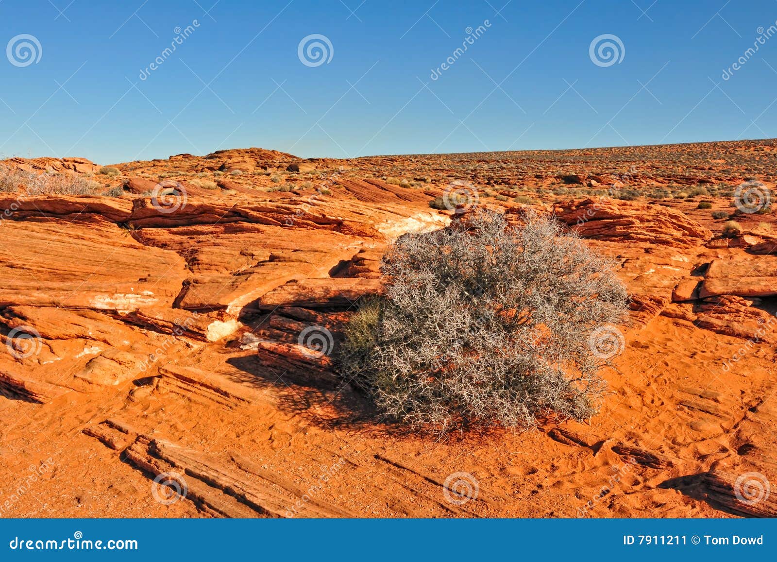 Red Shrub Arizona Desert