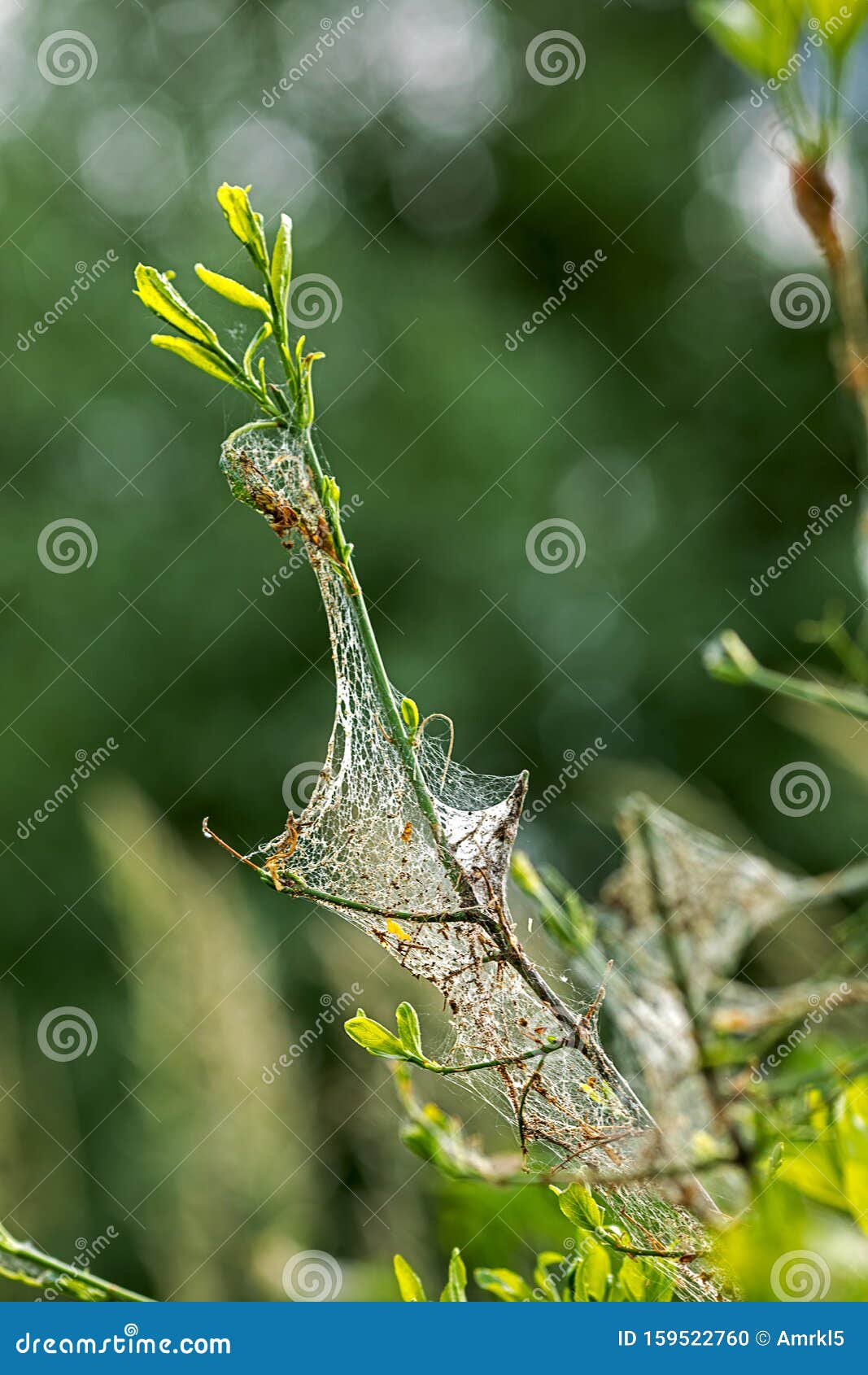 Web moth at work stock photo. Image of moth, tree, german - 159522760