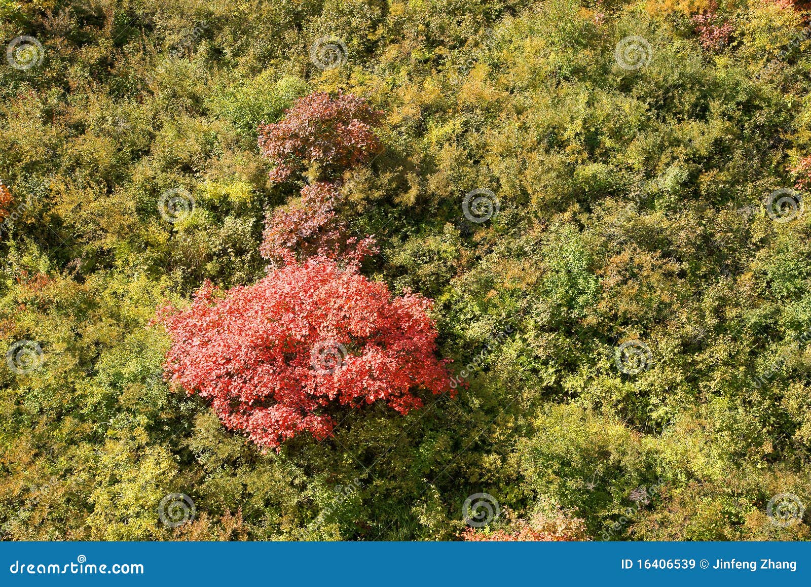 Shrub in autumn stock image. Image of colors, color, leaf - 16406539