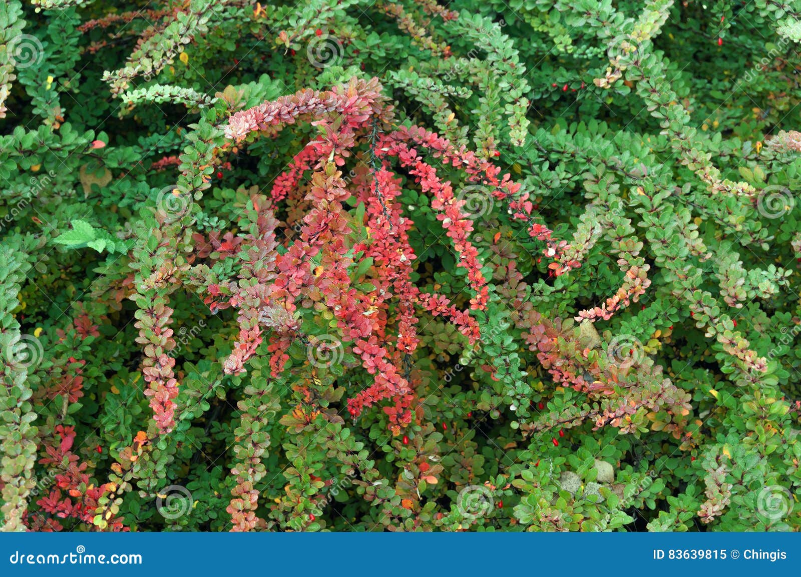 Shrub stock image. Image of landscape, planting, plants - 83639815