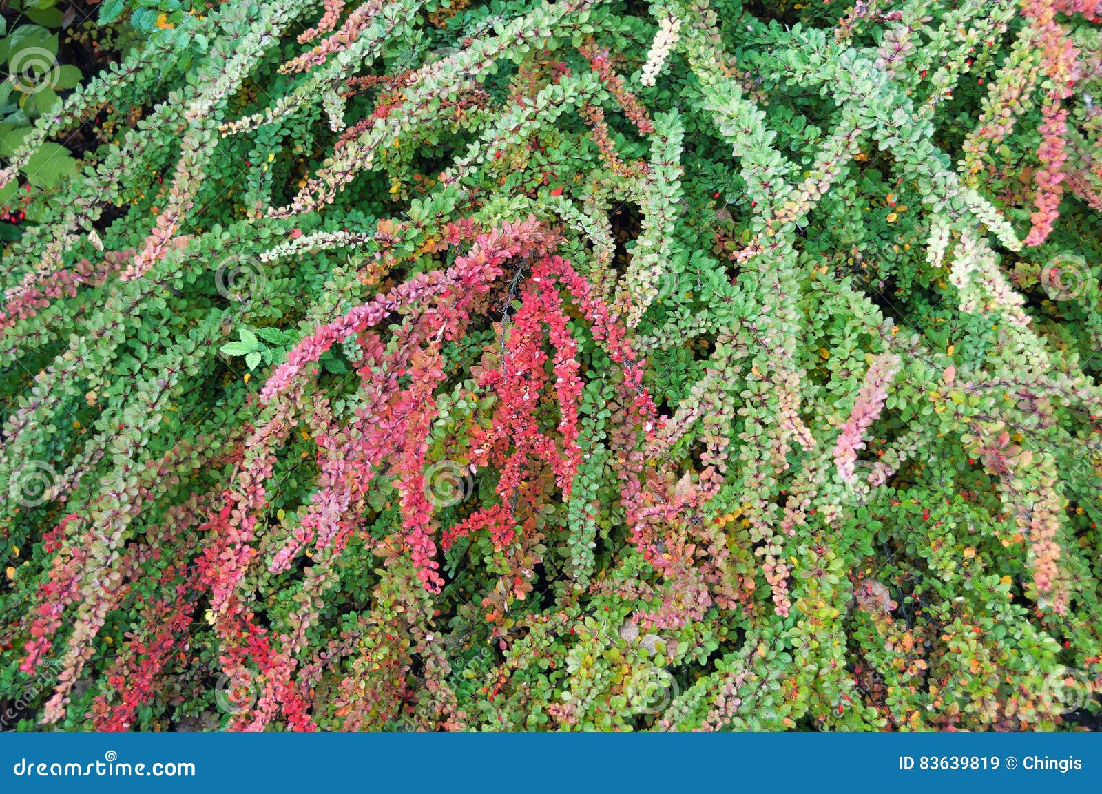 Shrub stock image. Image of fence, herbs, planting, landscape - 83639819