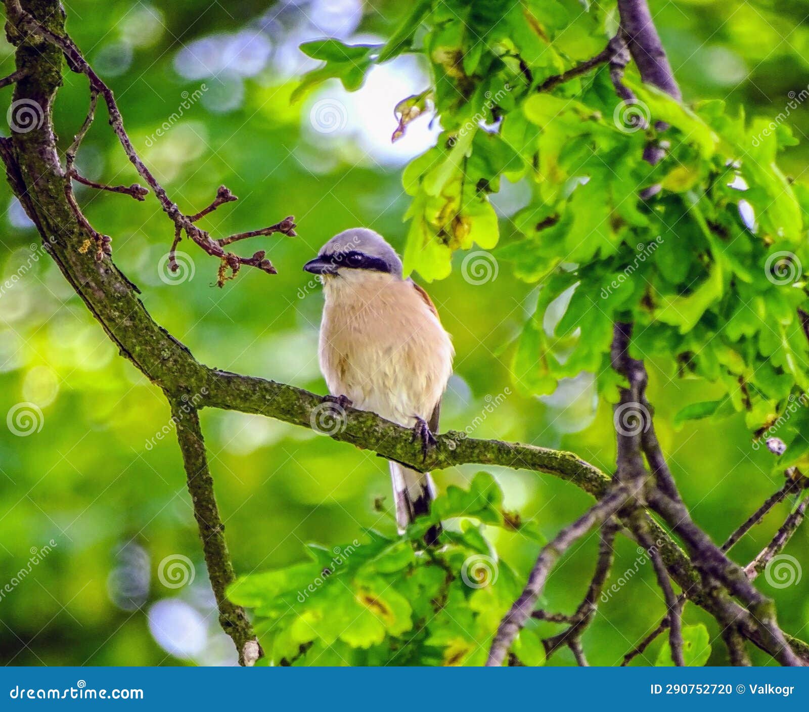 Shrub Bird in Beautiful Nature on a Tree Stock Photo - Image of nature ...
