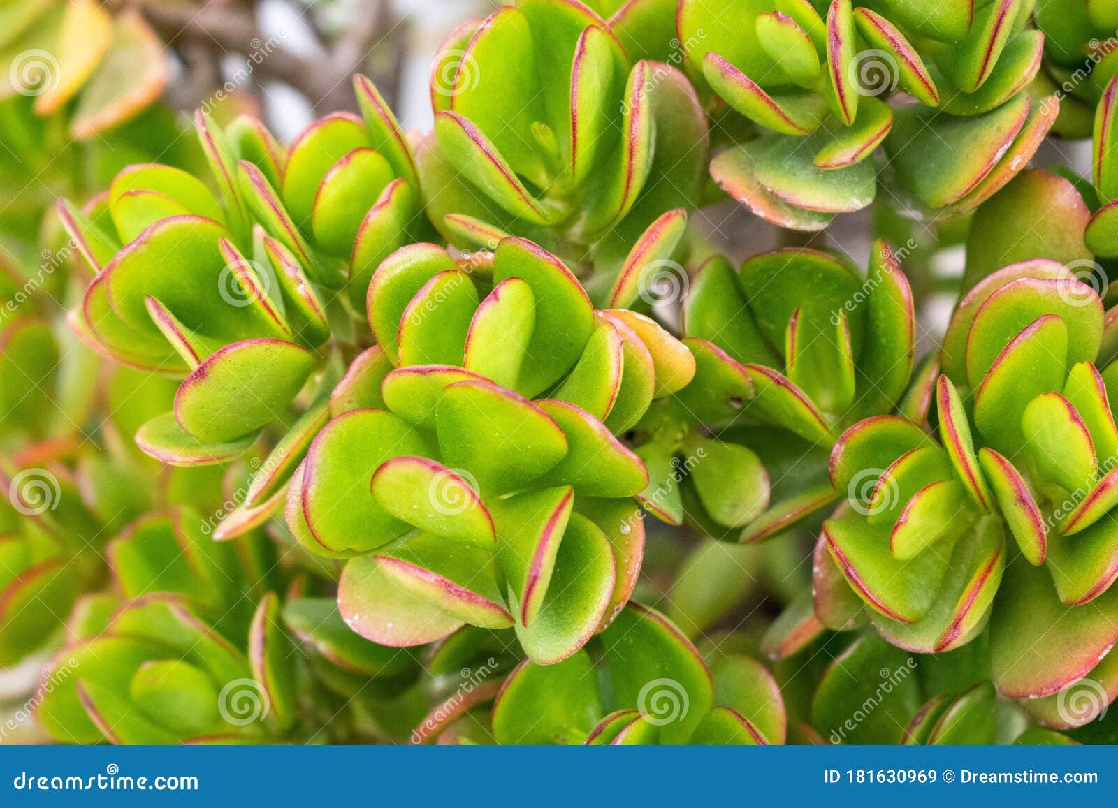Shrub Bright Green Color Big Plan Texture Stock Image - Image of growth ...