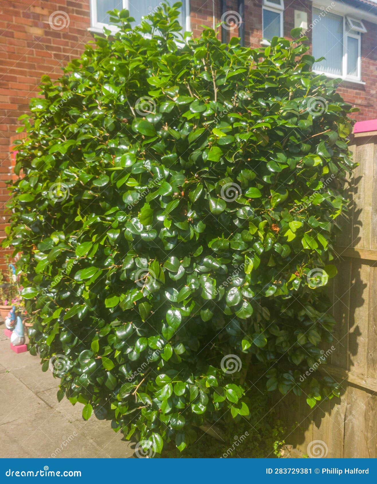 Shrub bush in back garden stock image. Image of evergreen - 283729381