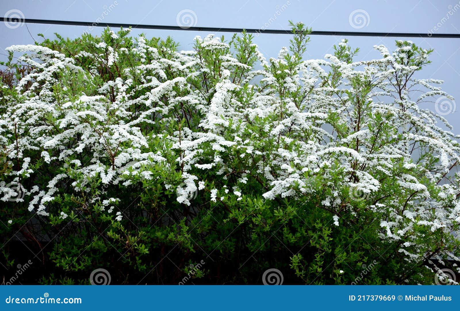 It is a Shrub this Compact Deciduous Shrub Growing To a Height of 1.5 M ...