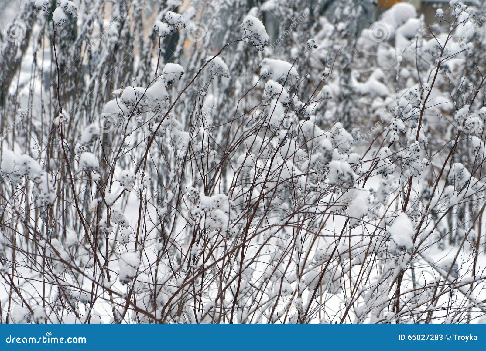Shrub covered with snow. stock image. Image of seasonal - 65027283