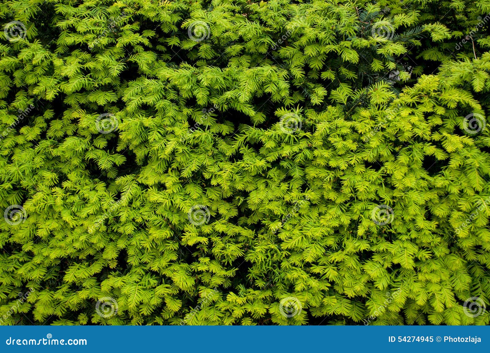 The Shrub with Dense Green Leaves Stock Image - Image of nature, spring ...