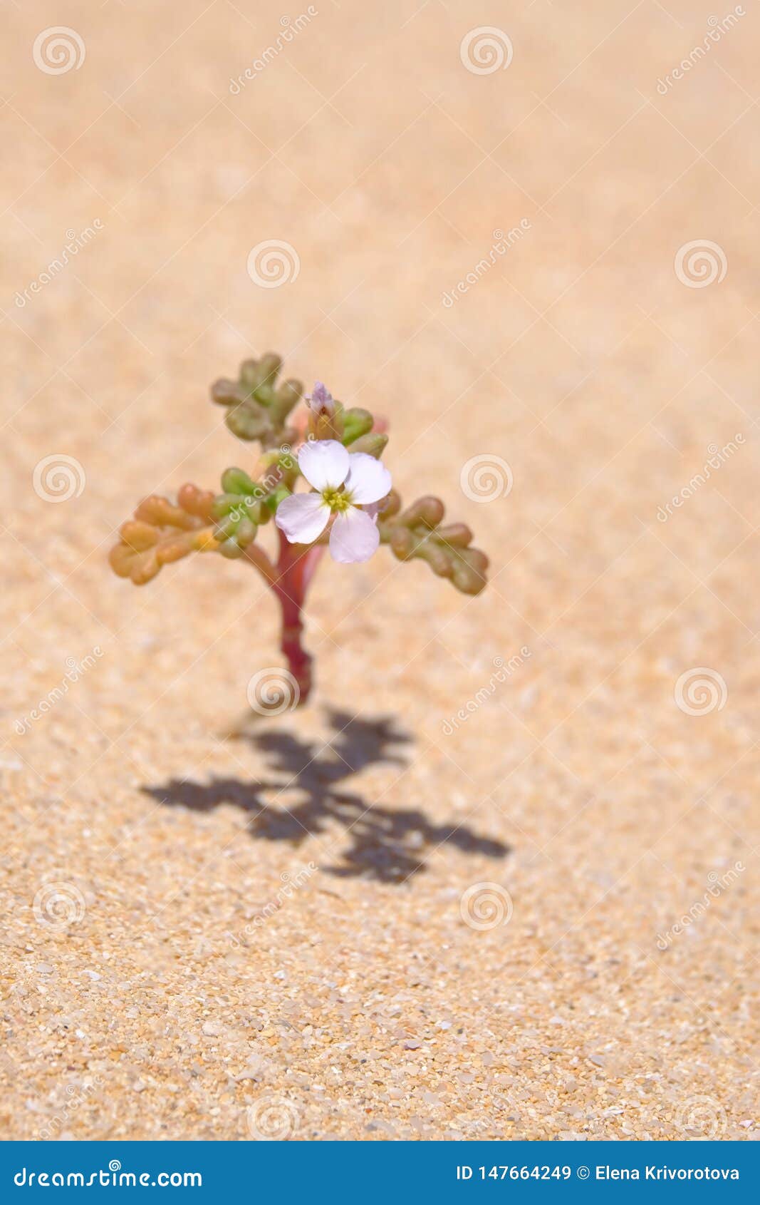 Shrub in a desert stock image. Image of life, dunes - 147664249