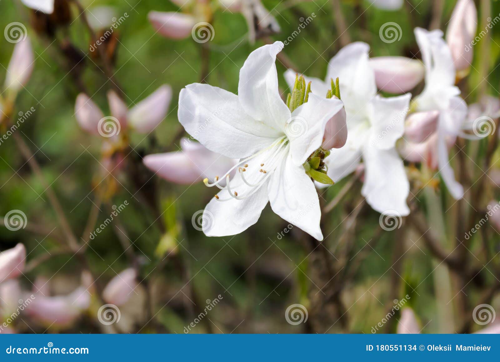 Shrub Early Flowering Rhododendron Stock Photo - Image of outside ...