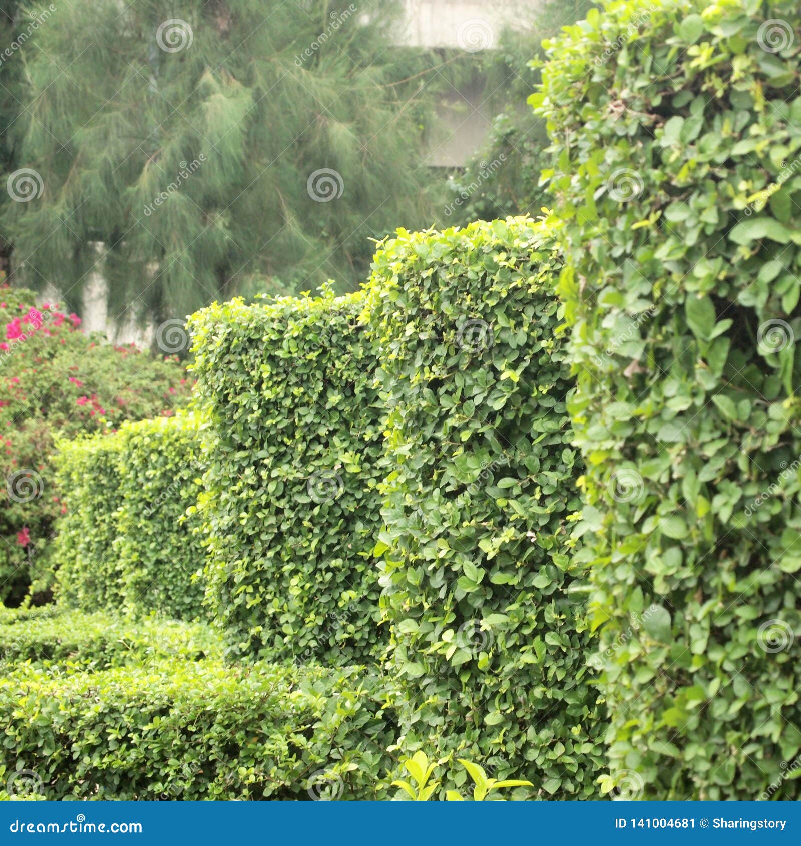 Shrub fence stock image. Image of bush, tree, close - 141004681