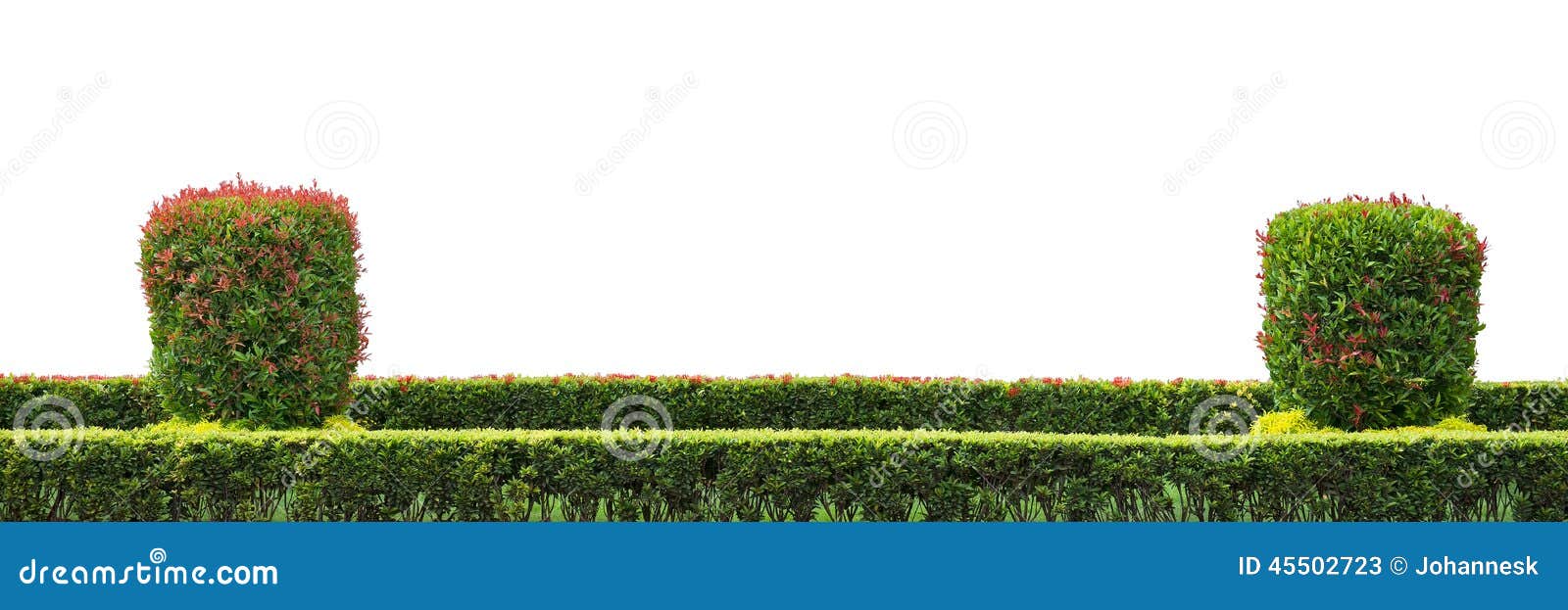 Shrub fence stock image. Image of background, plant, fence - 45502723