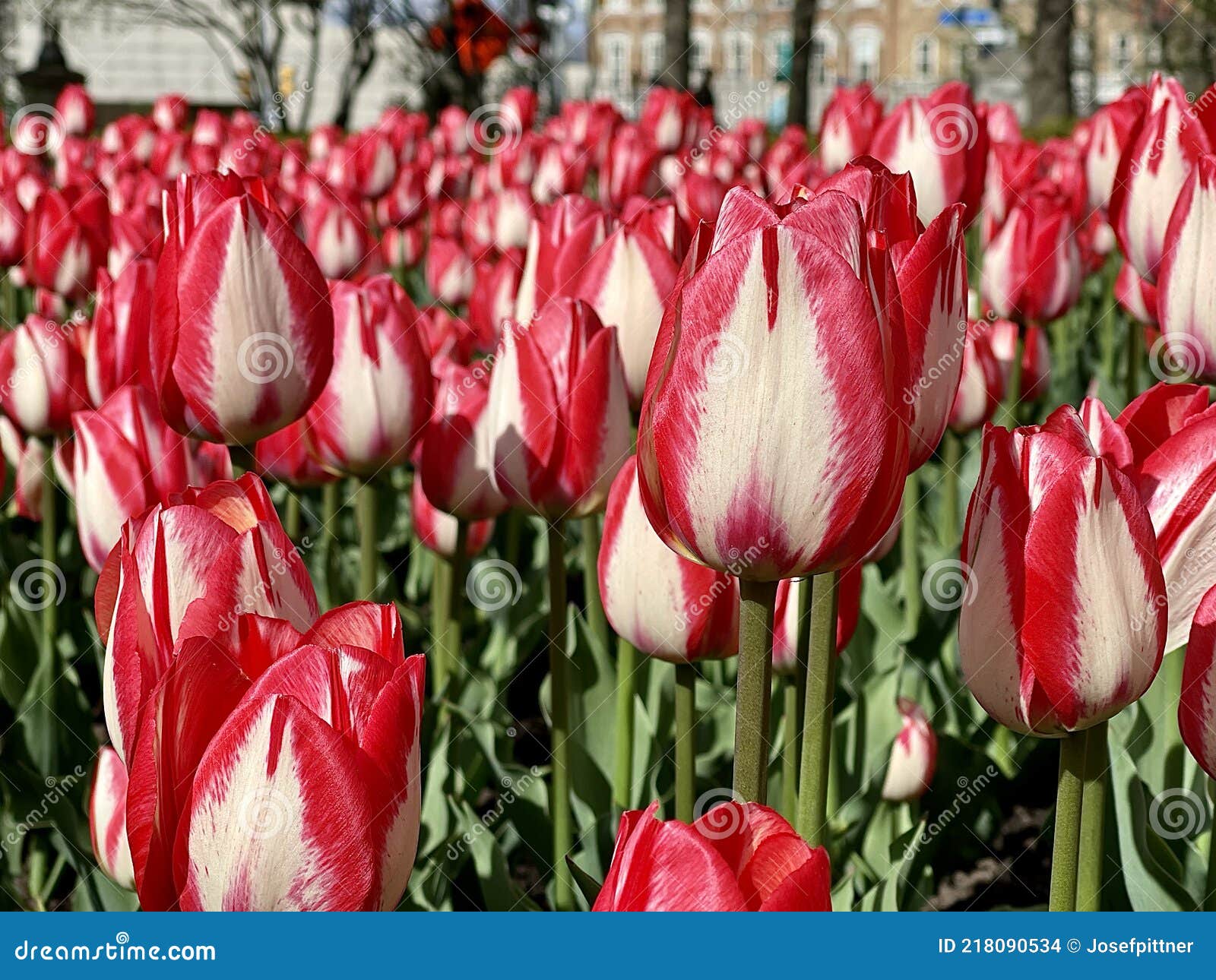 A Shrub of Flowers on a Spring Day Stock Photo - Image of spring, petal ...